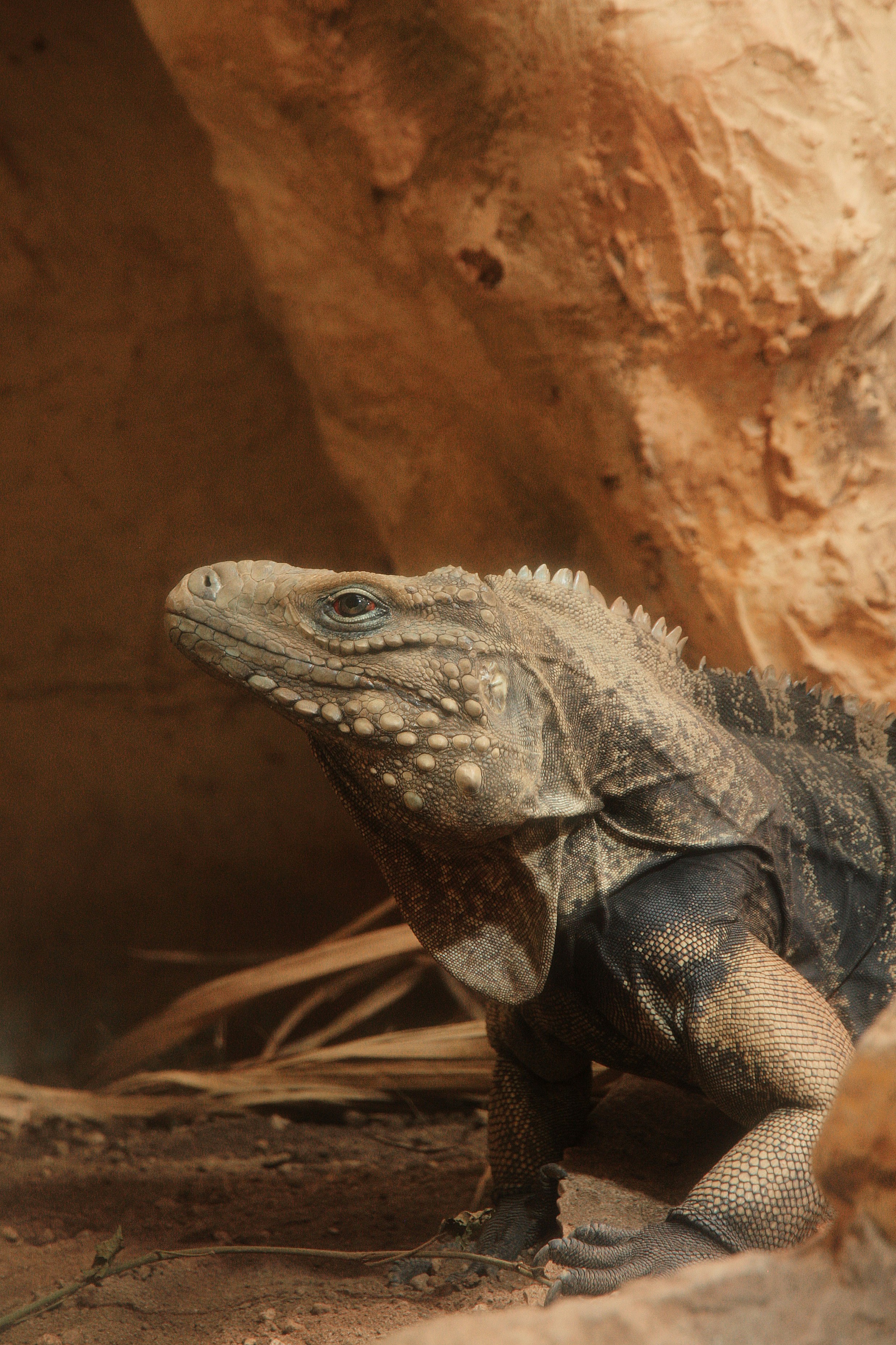 A lizard in a cave photo – Free Bioparco Image on Unsplash