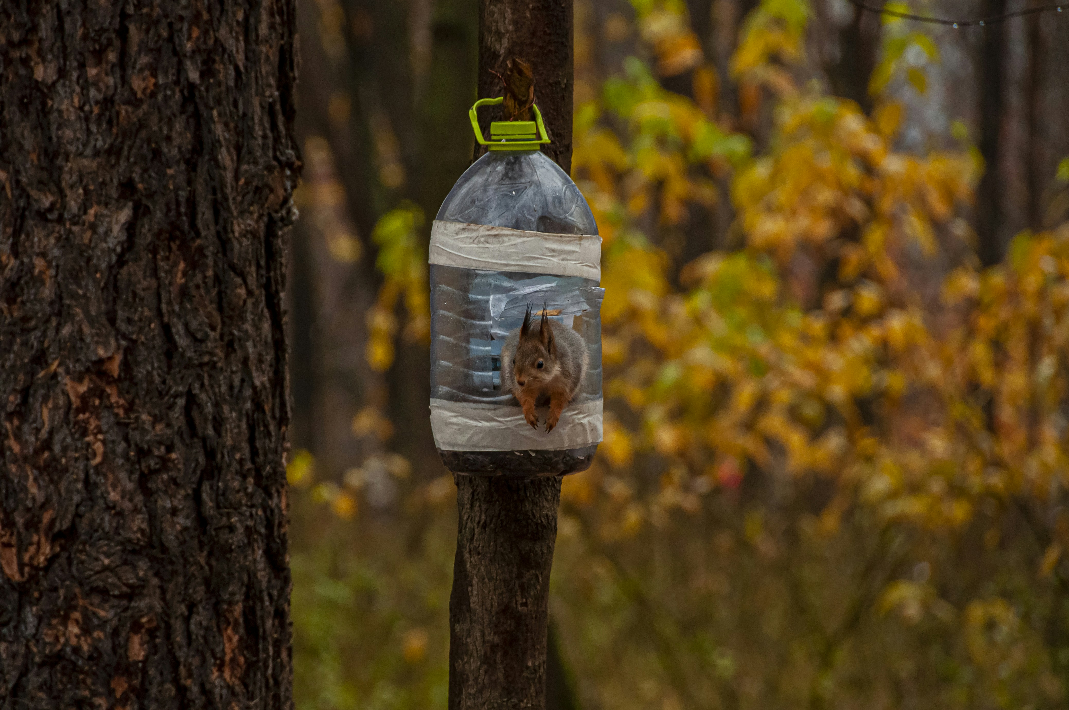 Autumn Sentry: Squirrel tucked inside a makeshift bottle feeder amid sunlit forest