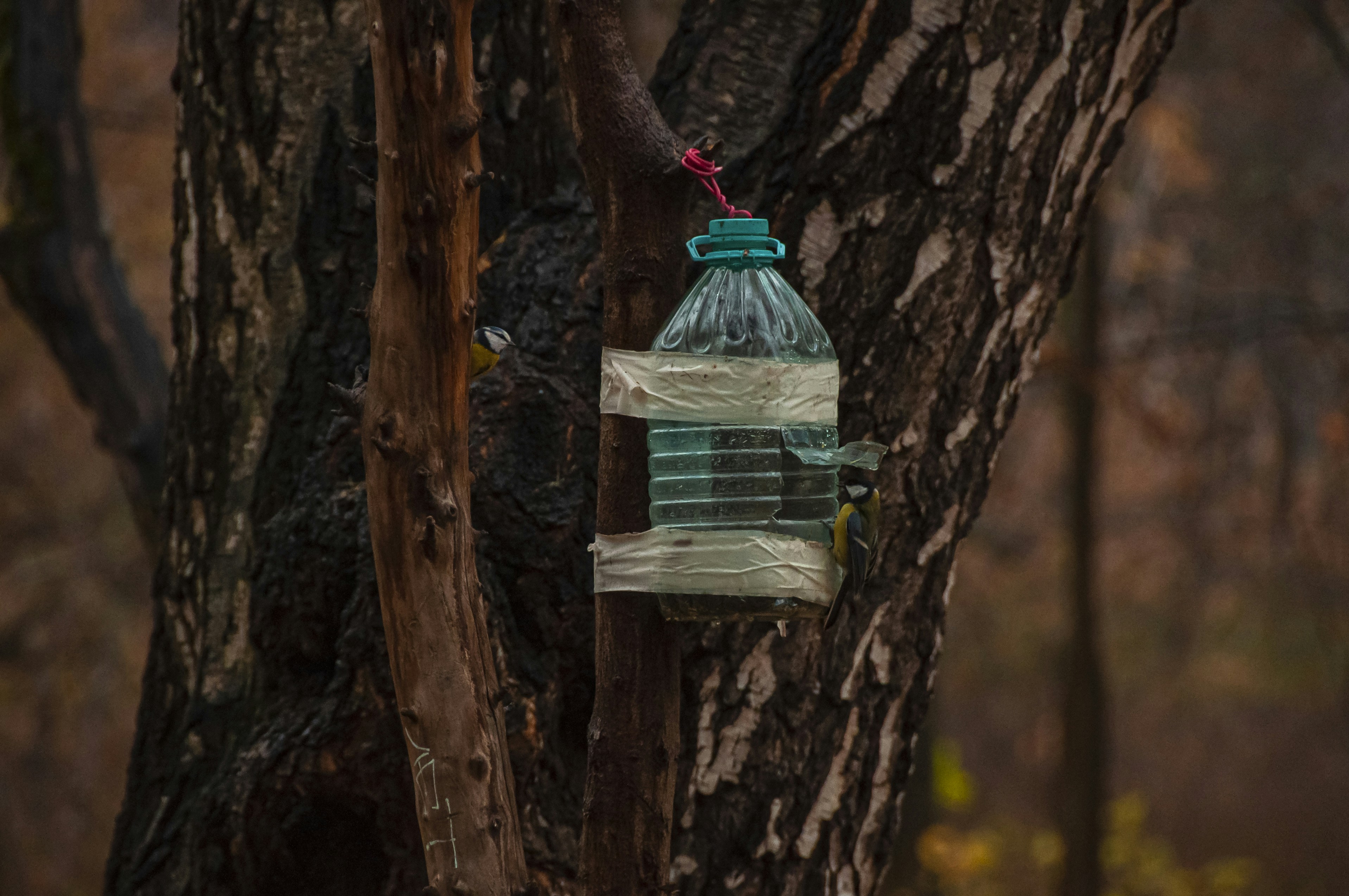 Bottle Bird Feeder Clinging to Weathered Bark in a Quiet Autumn Forest