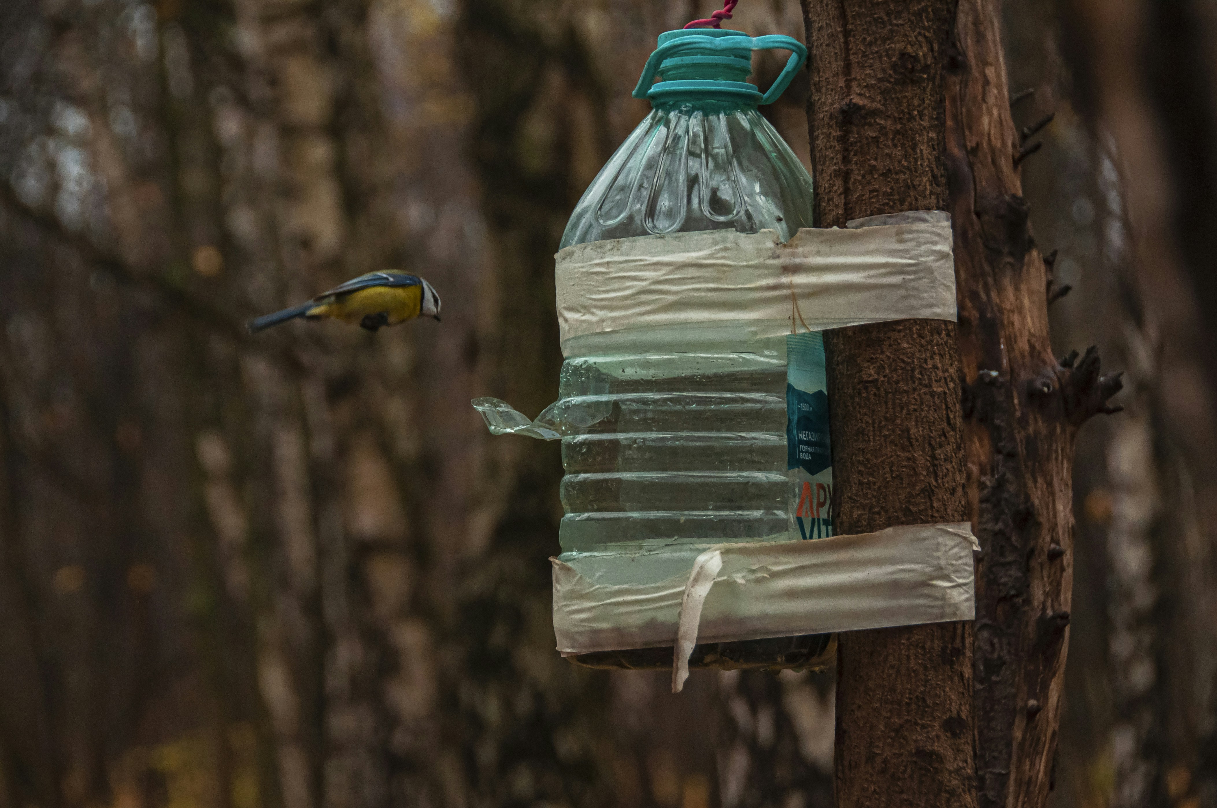 a bird on a bird feeder