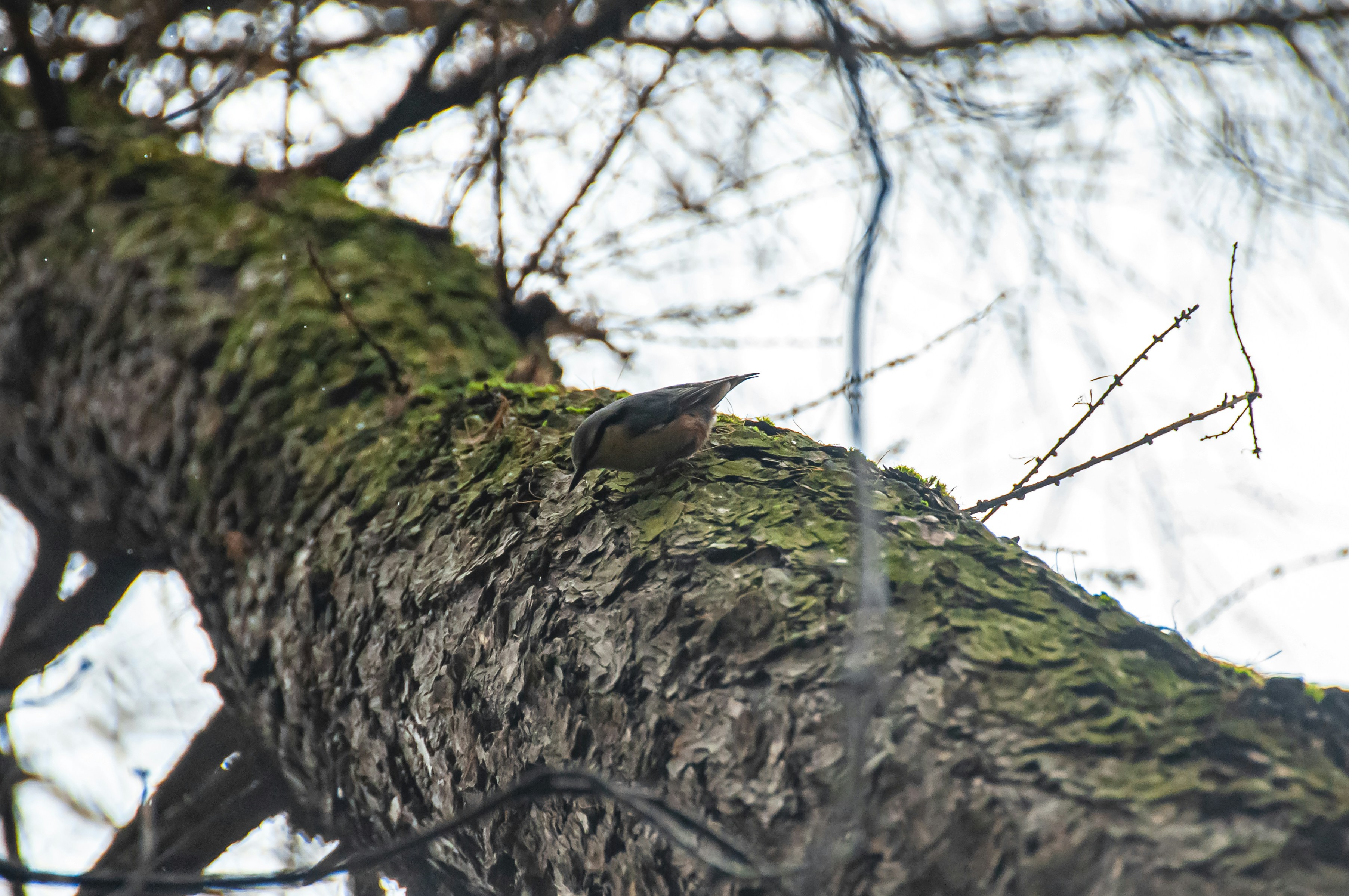 Bird perched on mossy tree trunk, captured mid-branch