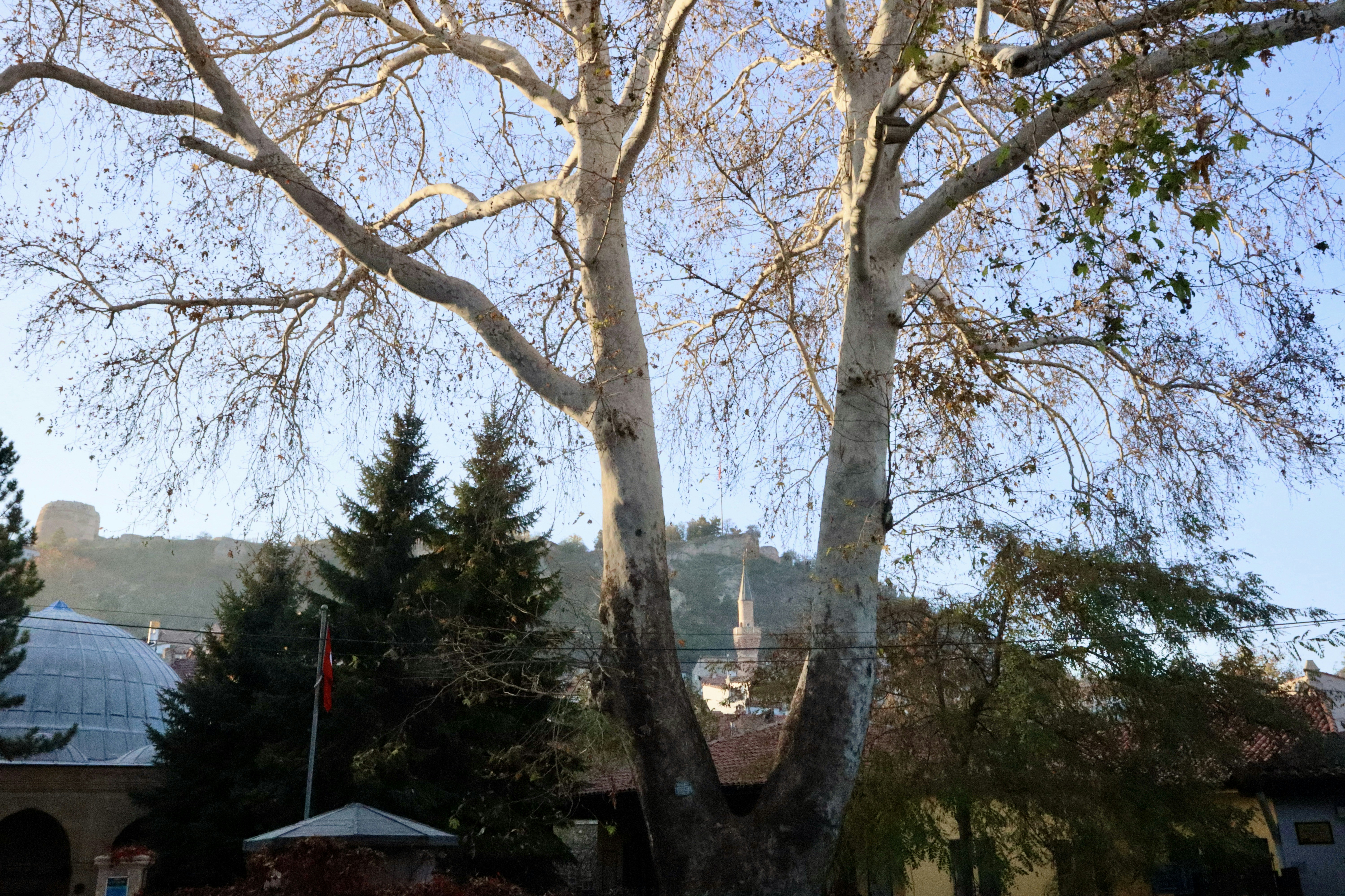 Majestic Tree Framing a Tranquil Mosque