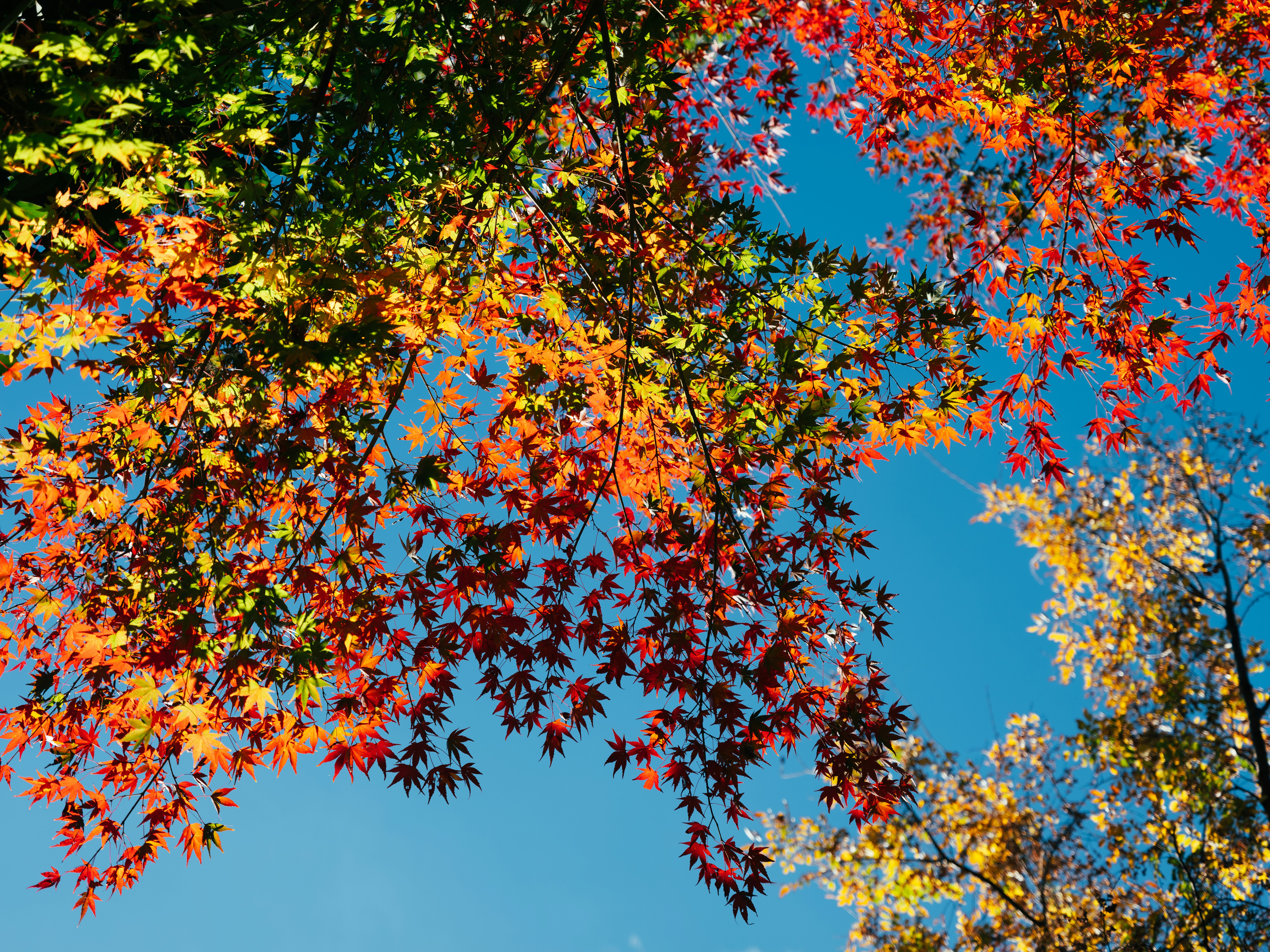 a tree with colorful leaves