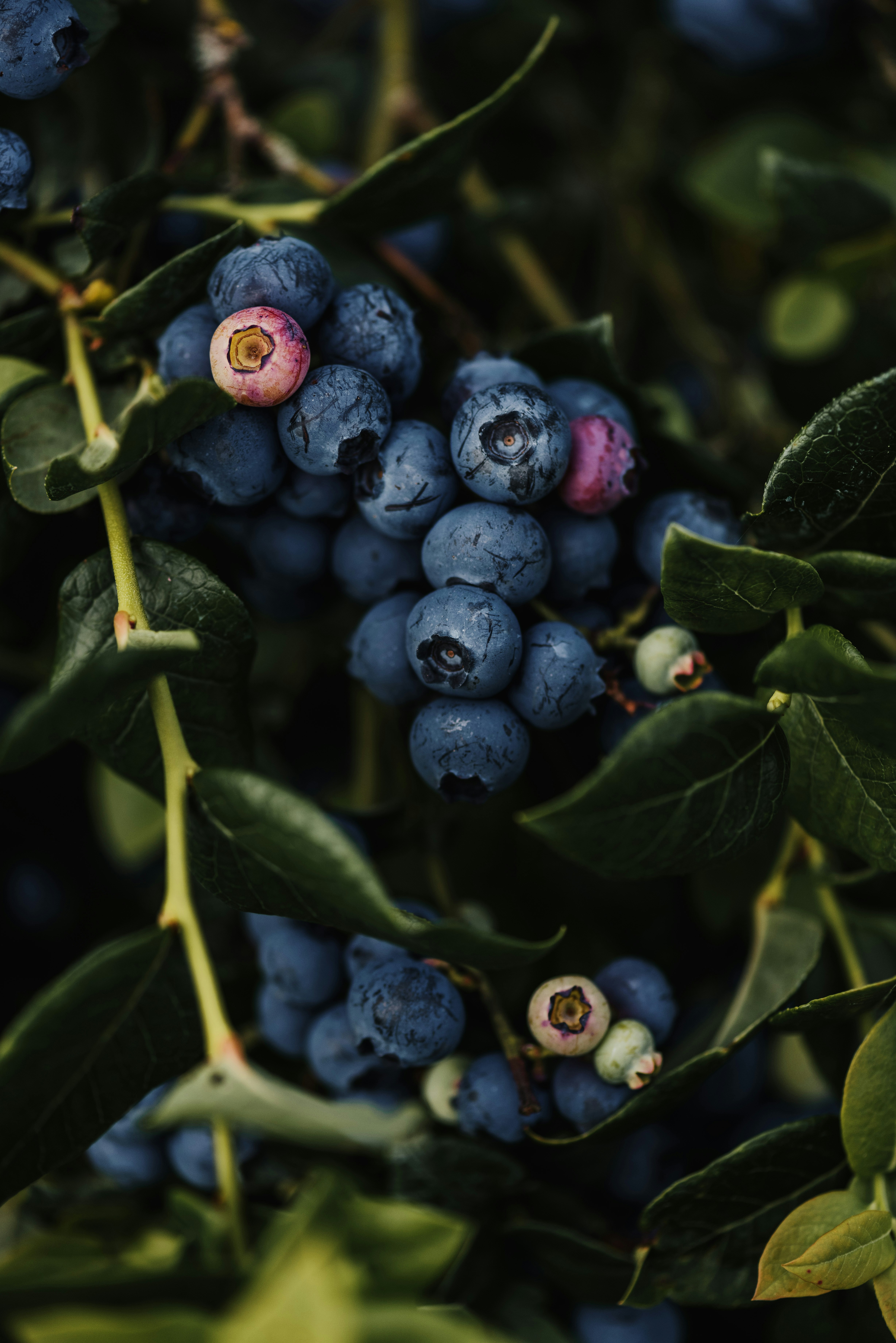A close up of some berries photo – Free Berry Image on Unsplash