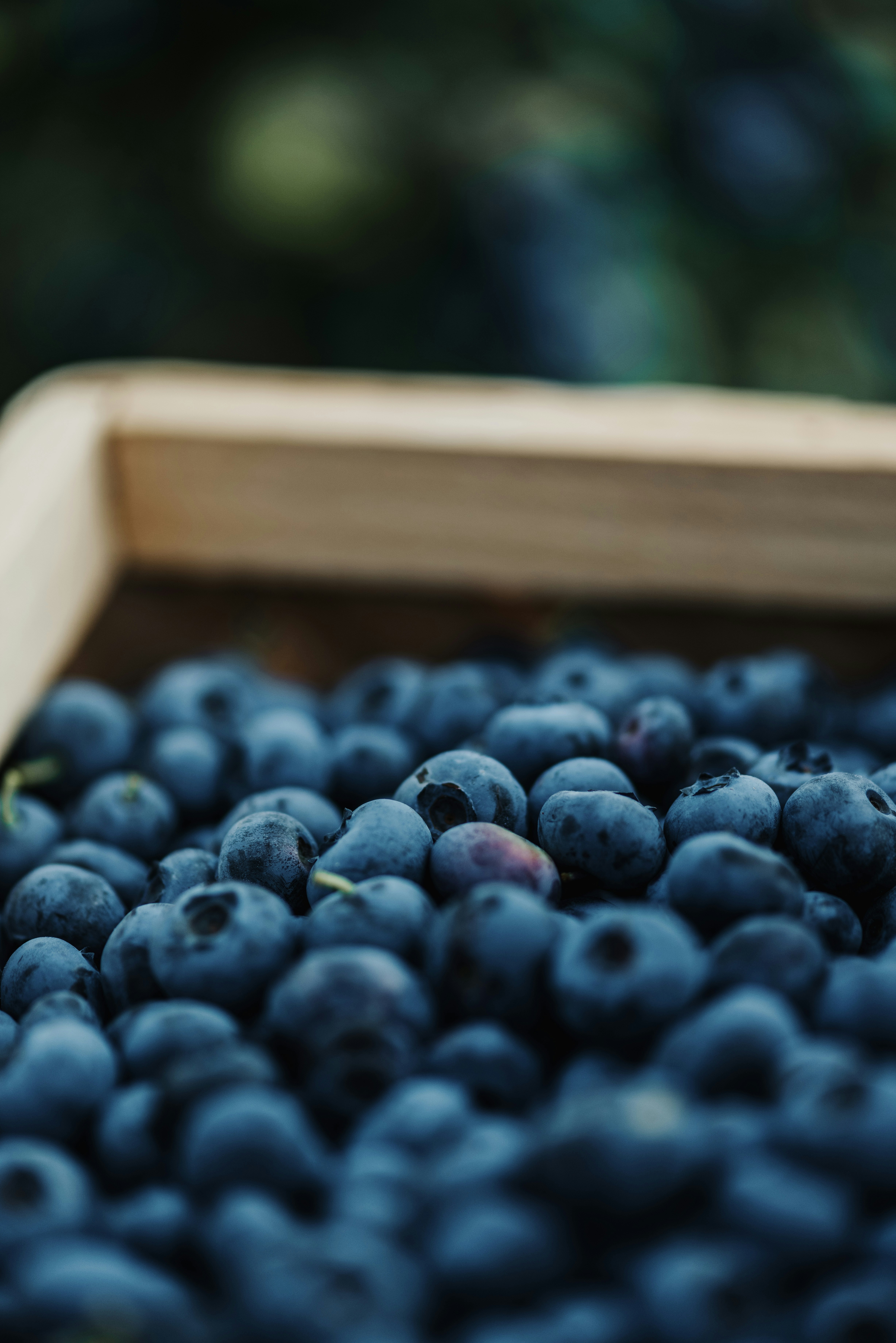 A box of blueberries photo – Free Berry Image on Unsplash