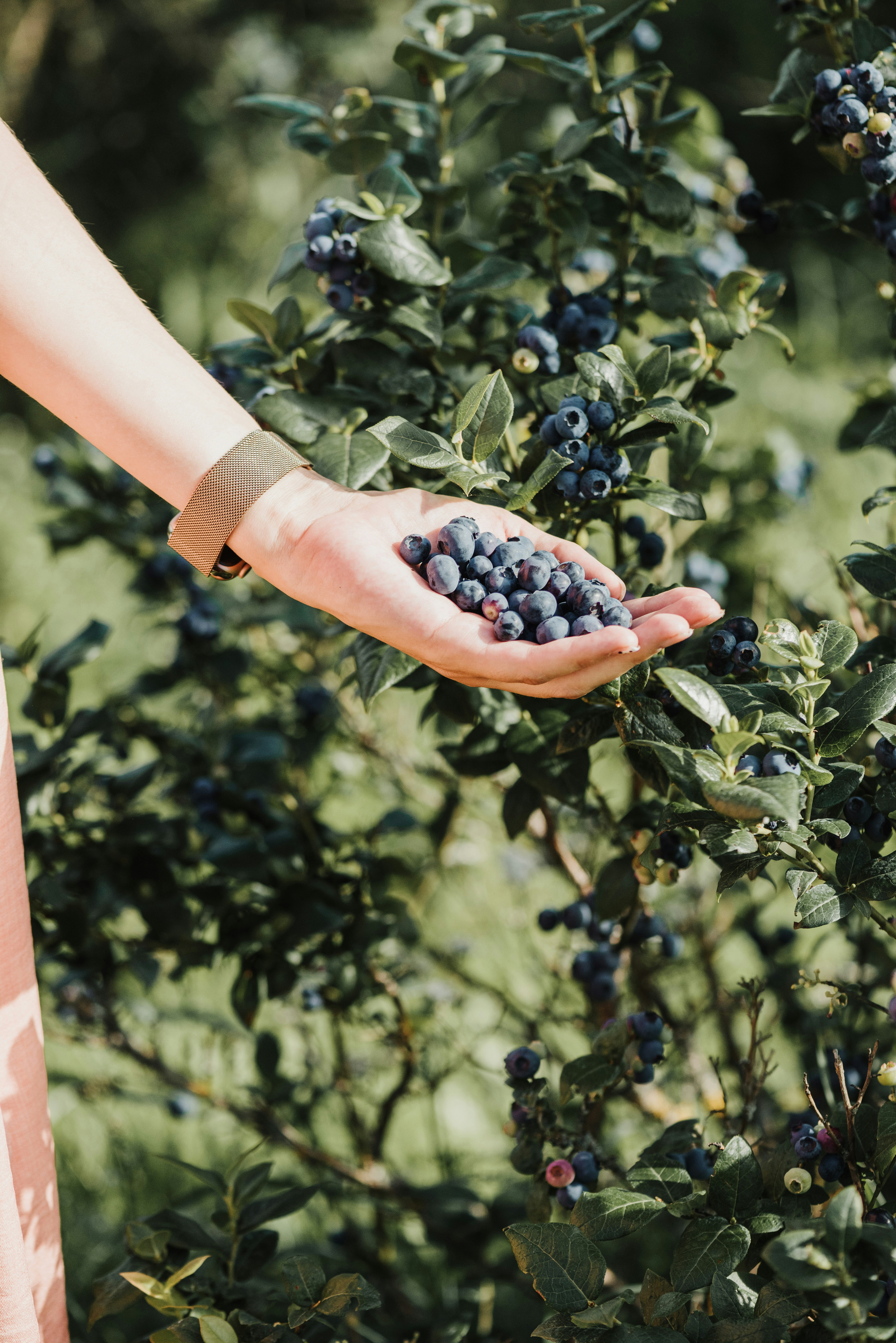 A hand holding a bunch of blue berries photo – Free Berry Image on Unsplash