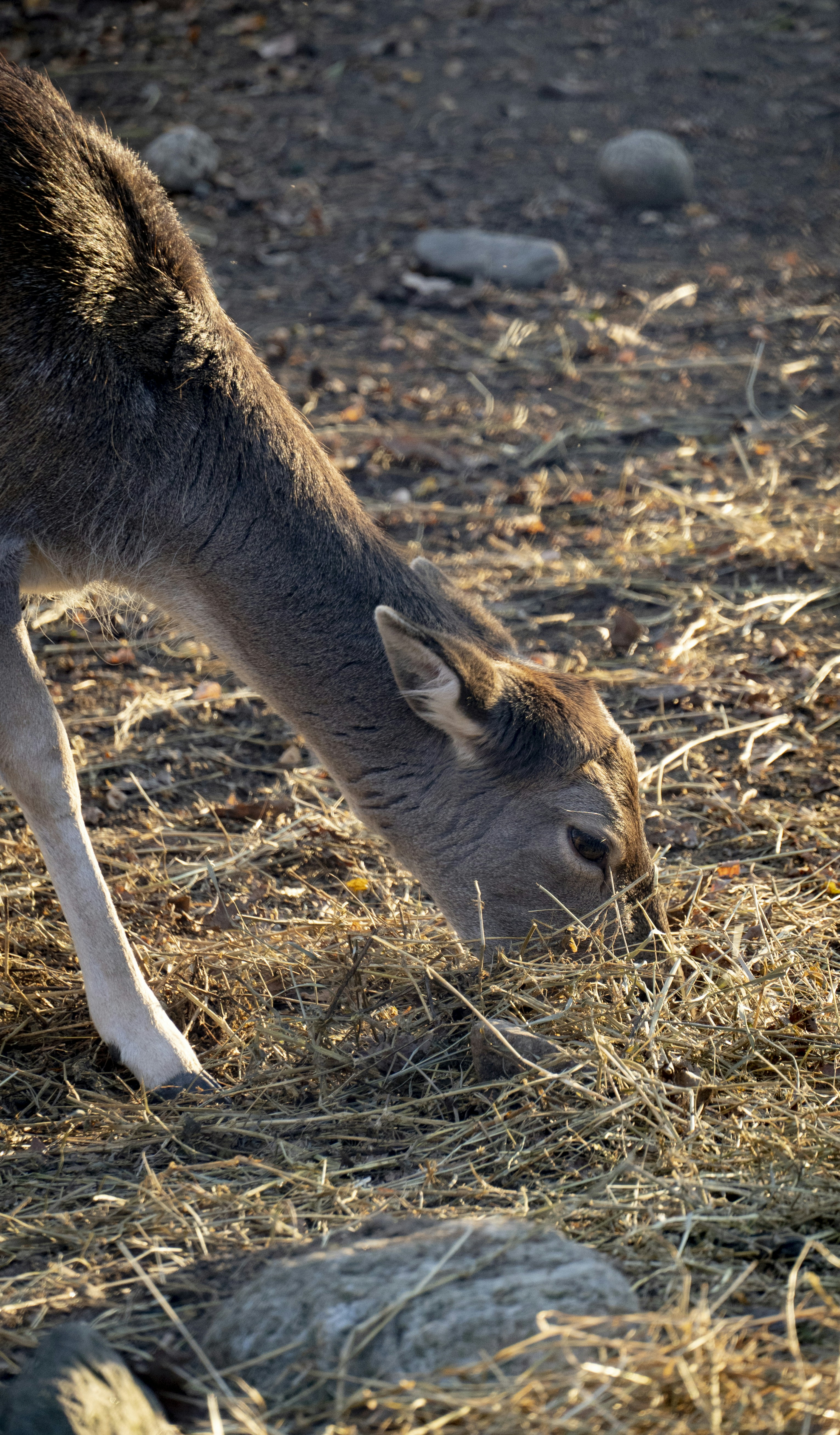 Golden Grazing: a donkey nibbles dry grass under warm afternoon light