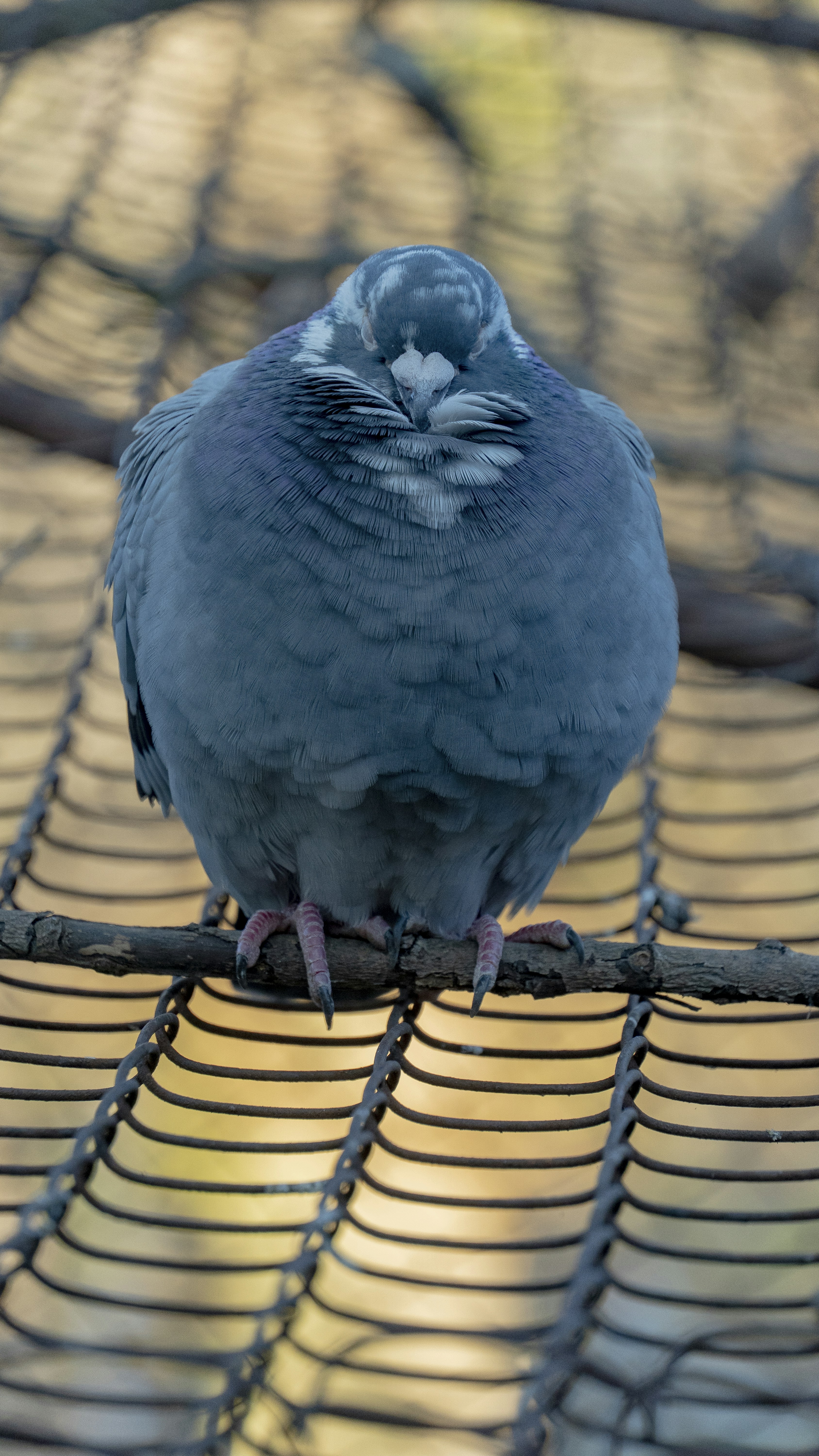 A plump gray pigeon perched on a mesh surface, eyes closed in a moment of serenity. The intricate patterns of the mesh create a contrasting backdrop.