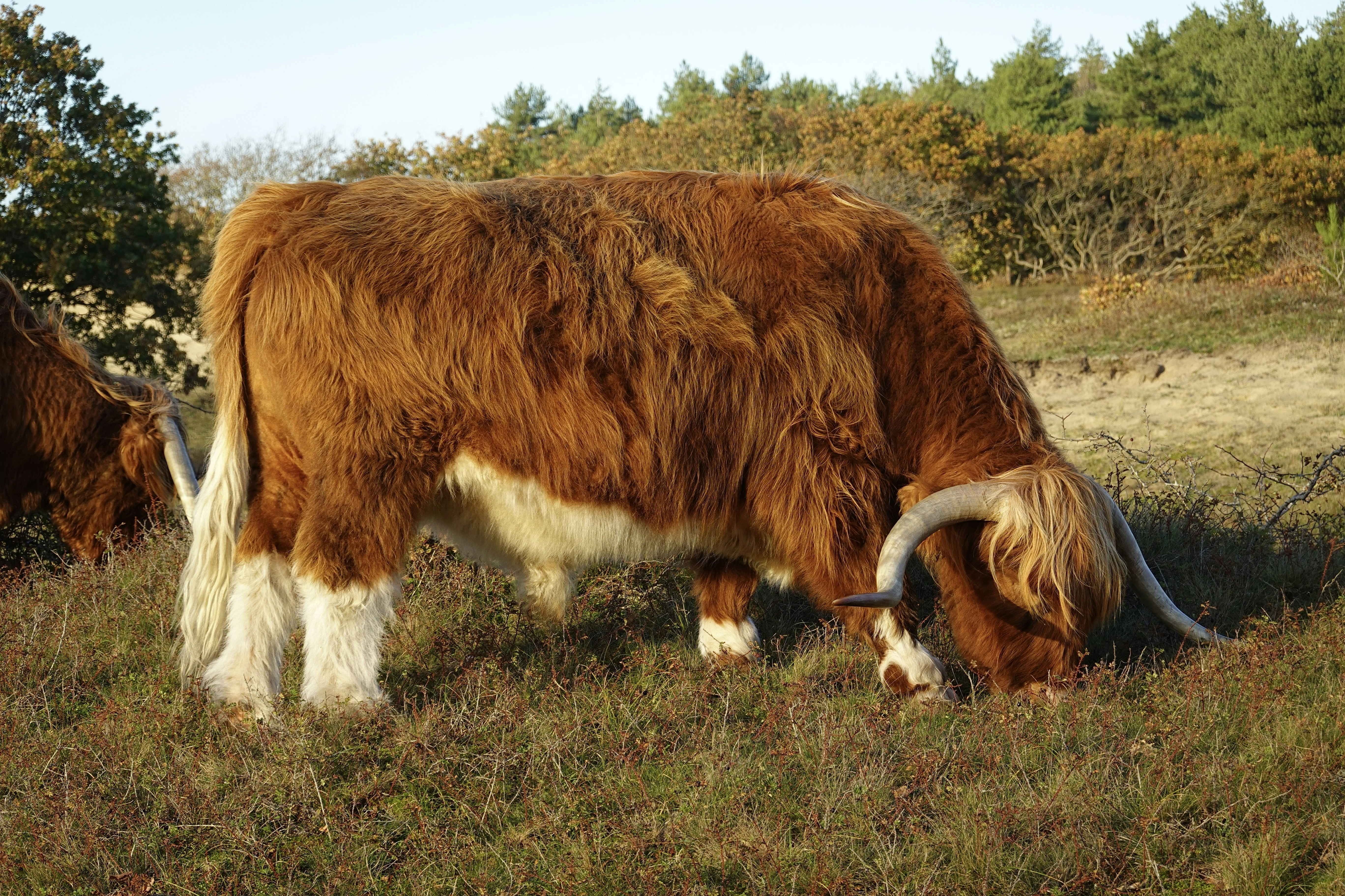 Amber Highland Grazing in Sunlit Moor