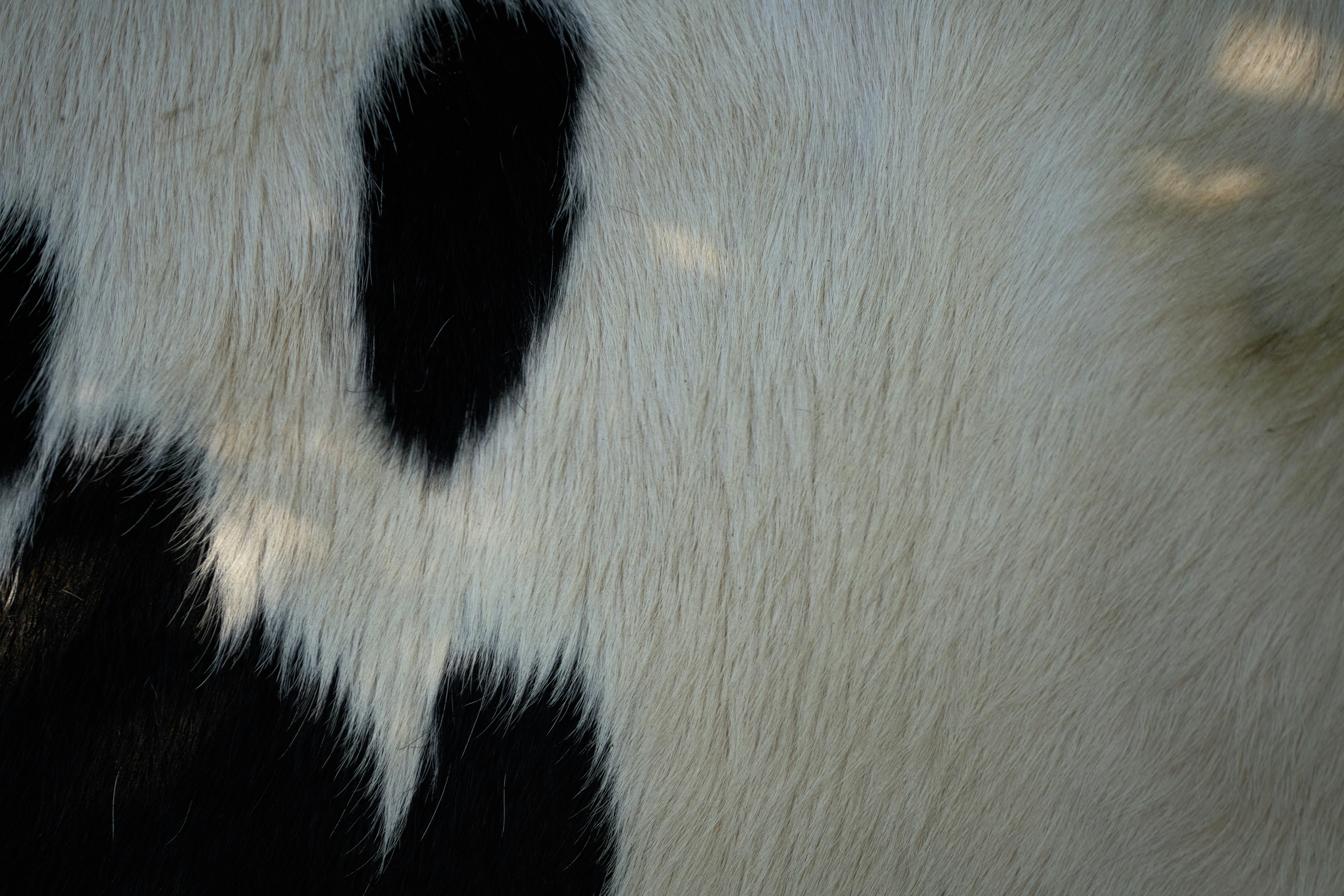 Photo by Wolfgang Hasselmann with Sony Alpha 7 IV