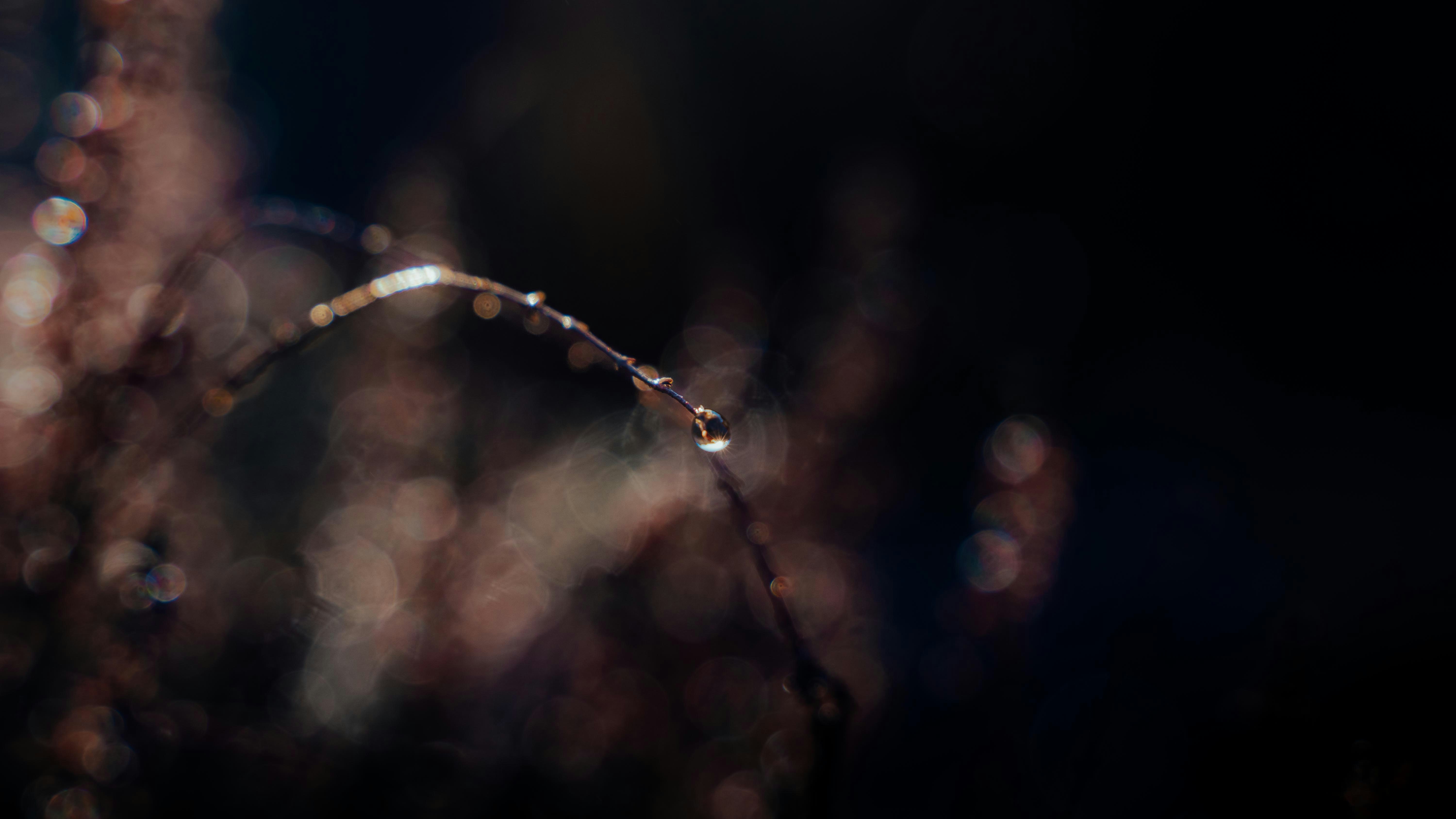 A close-up of a bug photo – Free Belgium Image on Unsplash