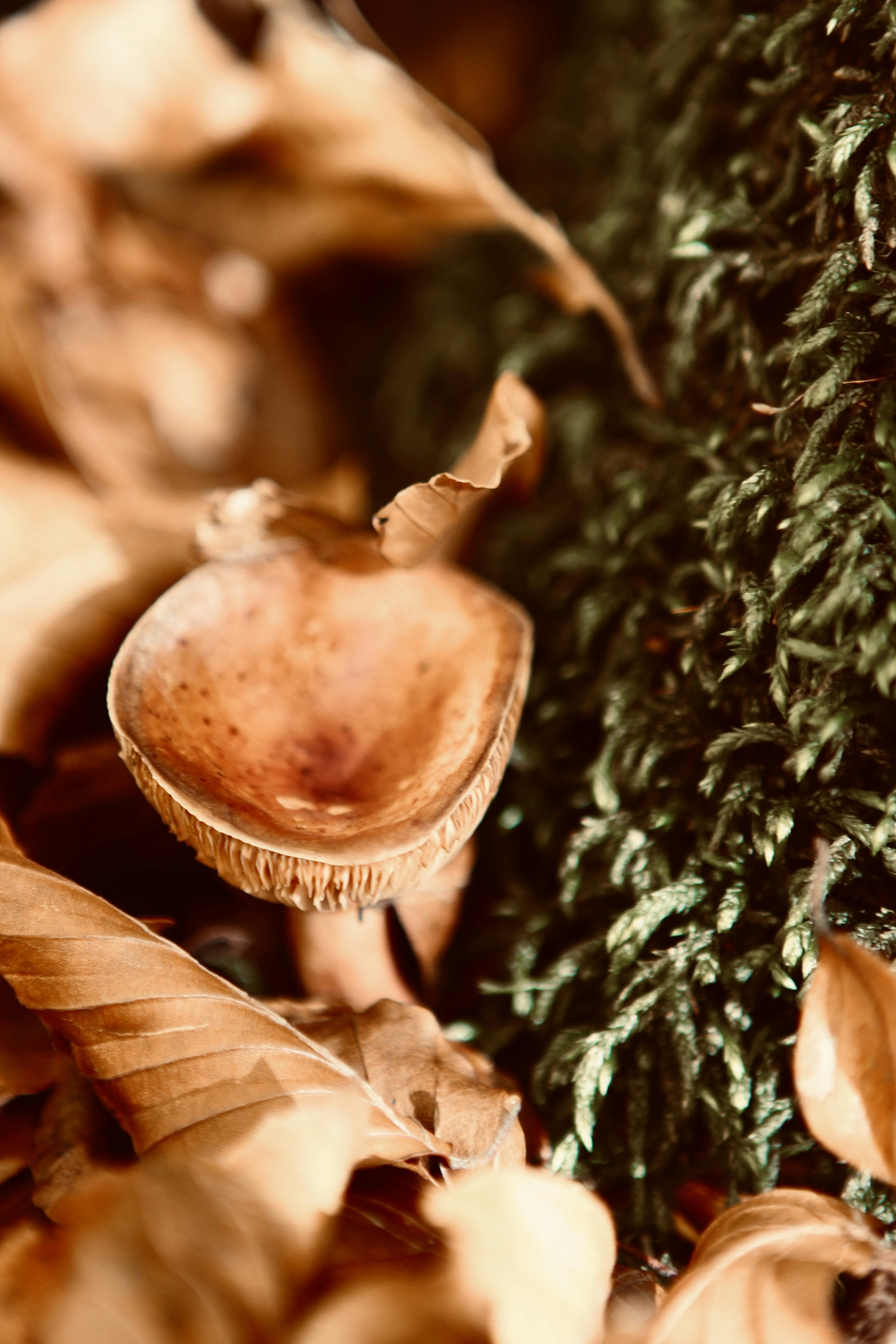 Amber Cup Fungus Nestled in a Mossy Forest Carpet