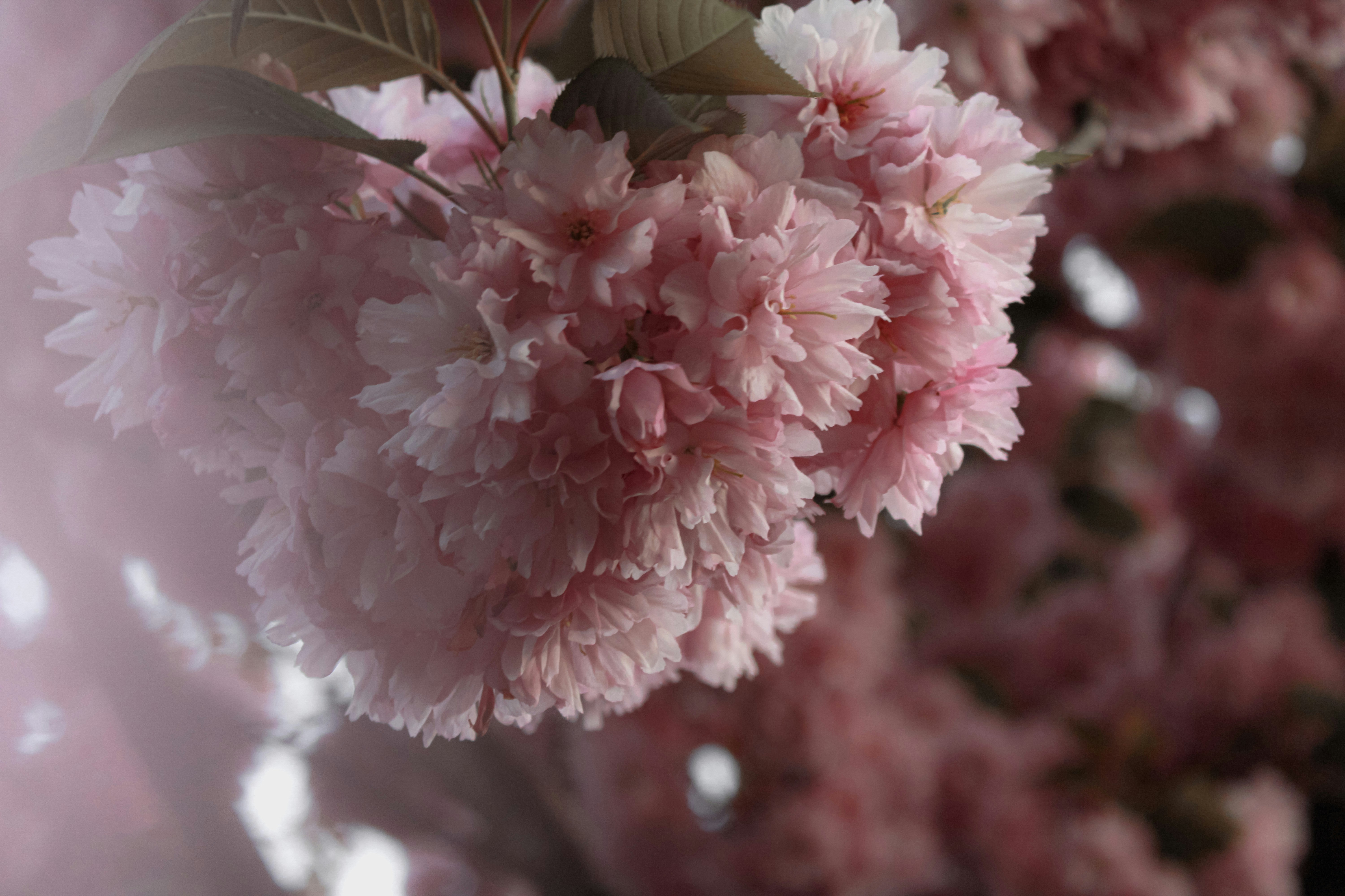 Delicate clusters of pink cherry blossoms hang gracefully from branches, showcasing their intricate layers and soft hues.