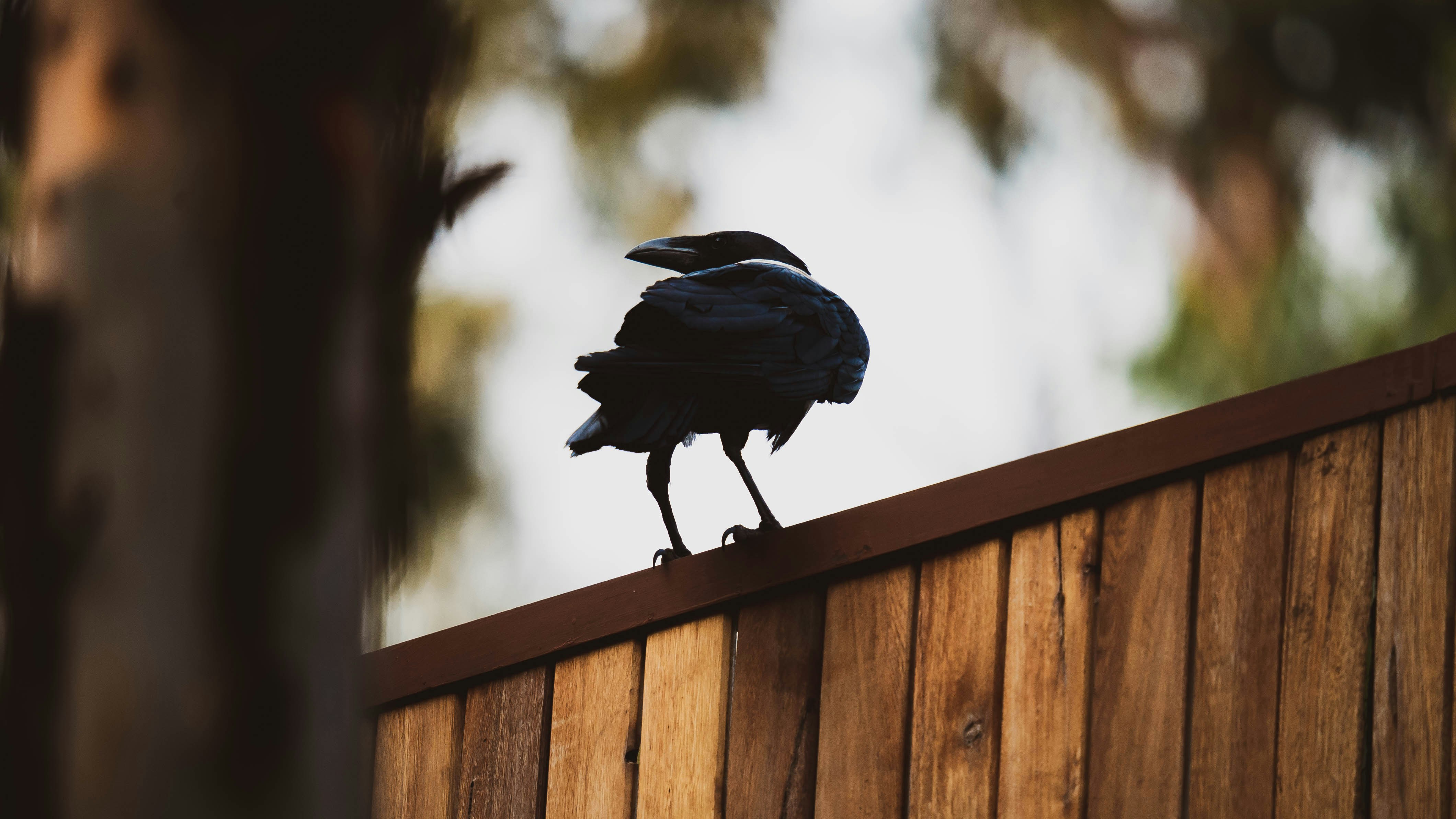 A black bird perched on a fence.