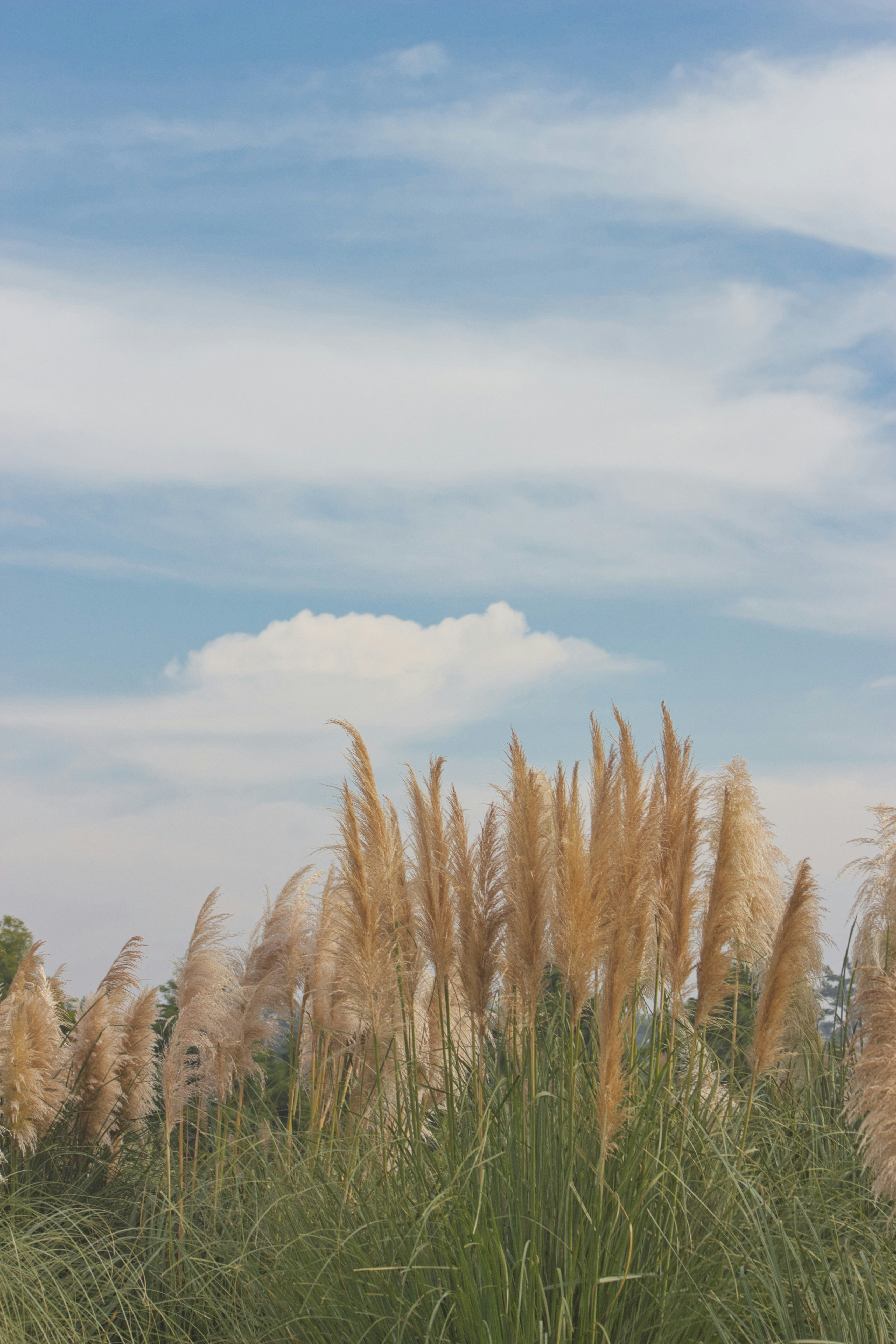 Golden Plumes Against a Serene Sky