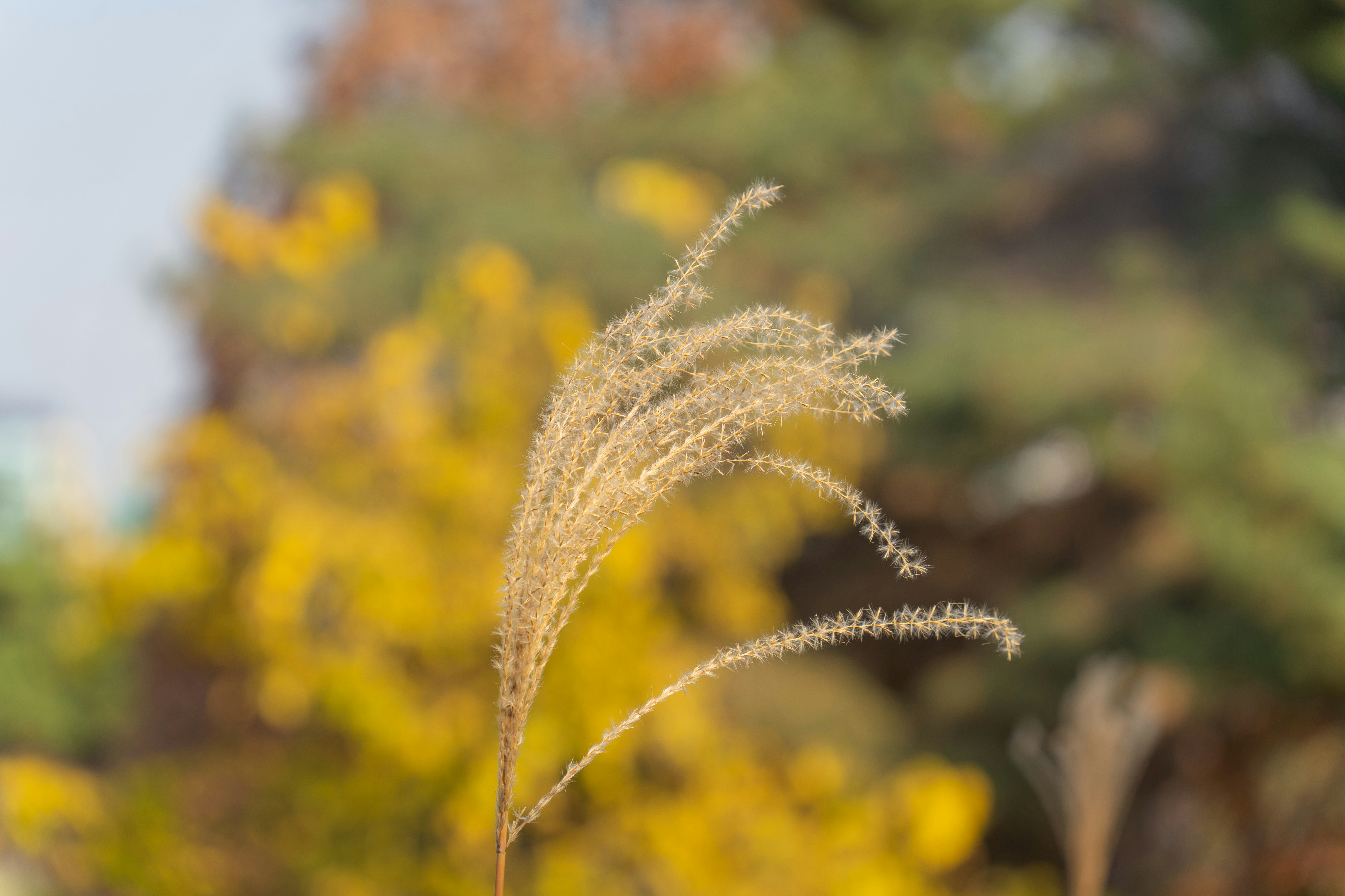 A close up of a wheat plant photo – Free Reed Image on Unsplash