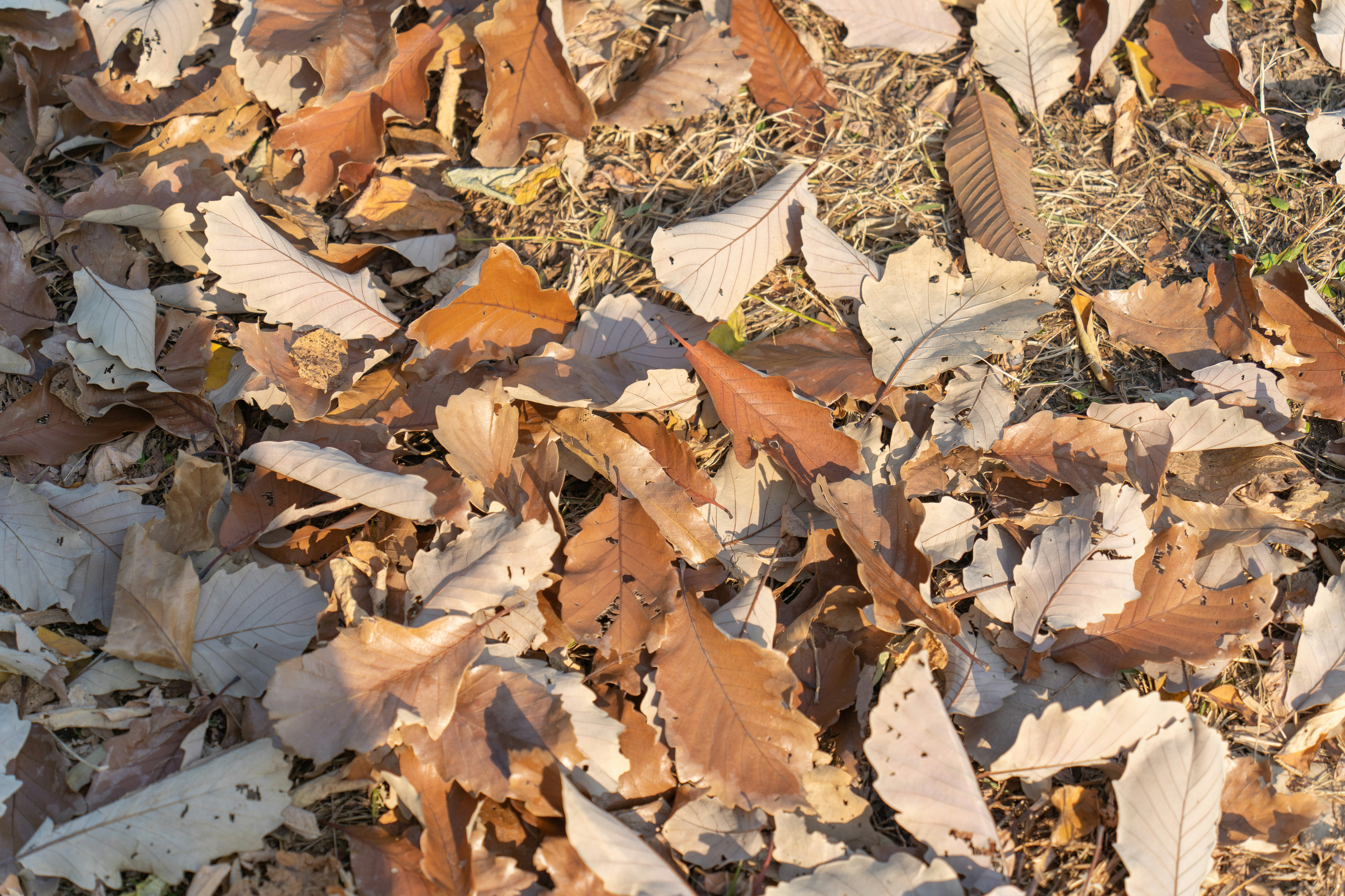 A rich collection of fallen leaves in various shades of brown and beige scattered across the ground, highlighting the transition of seasons.