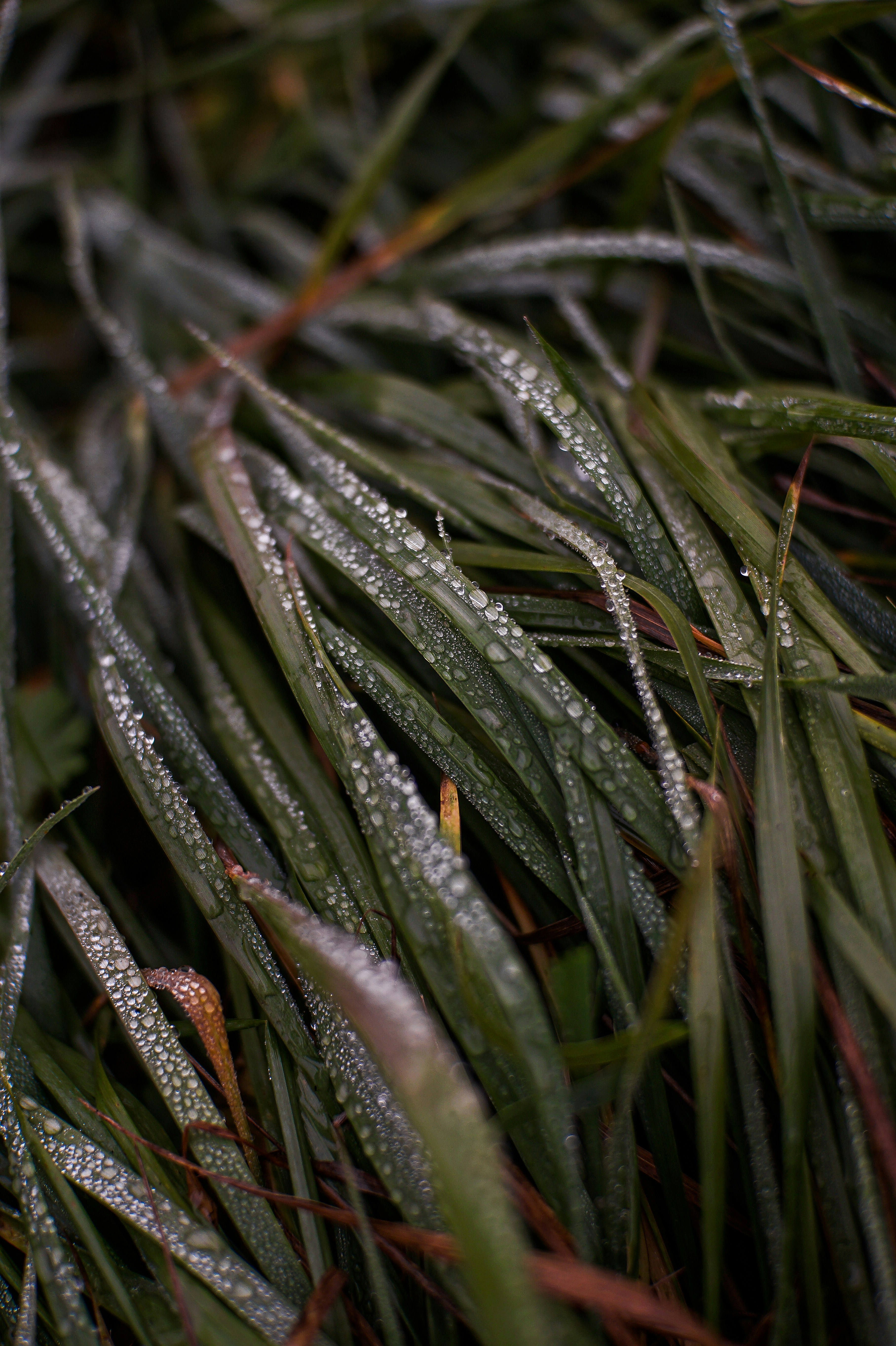 Macro photograph of dew-covered grass blades, capturing beads of water along slender leaves.