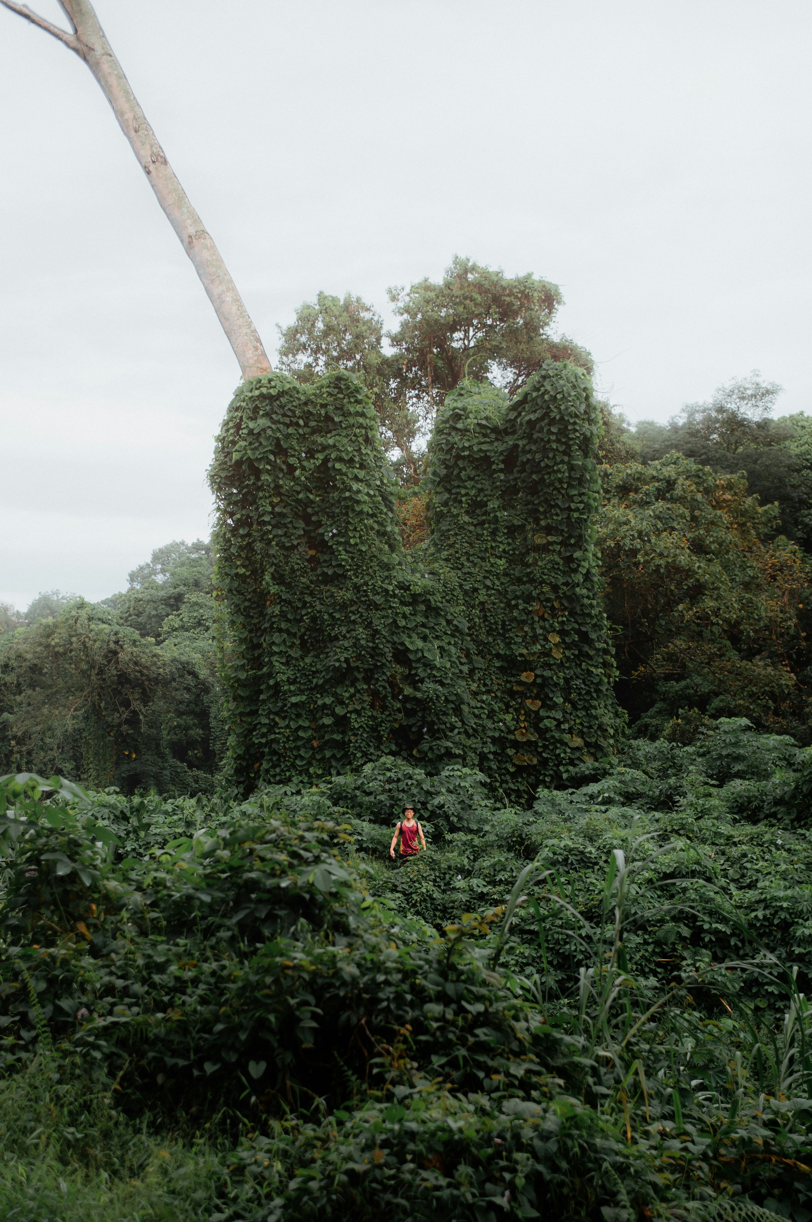 Hidden Gardener Among Ancient Ivy-Cloaked Towers
