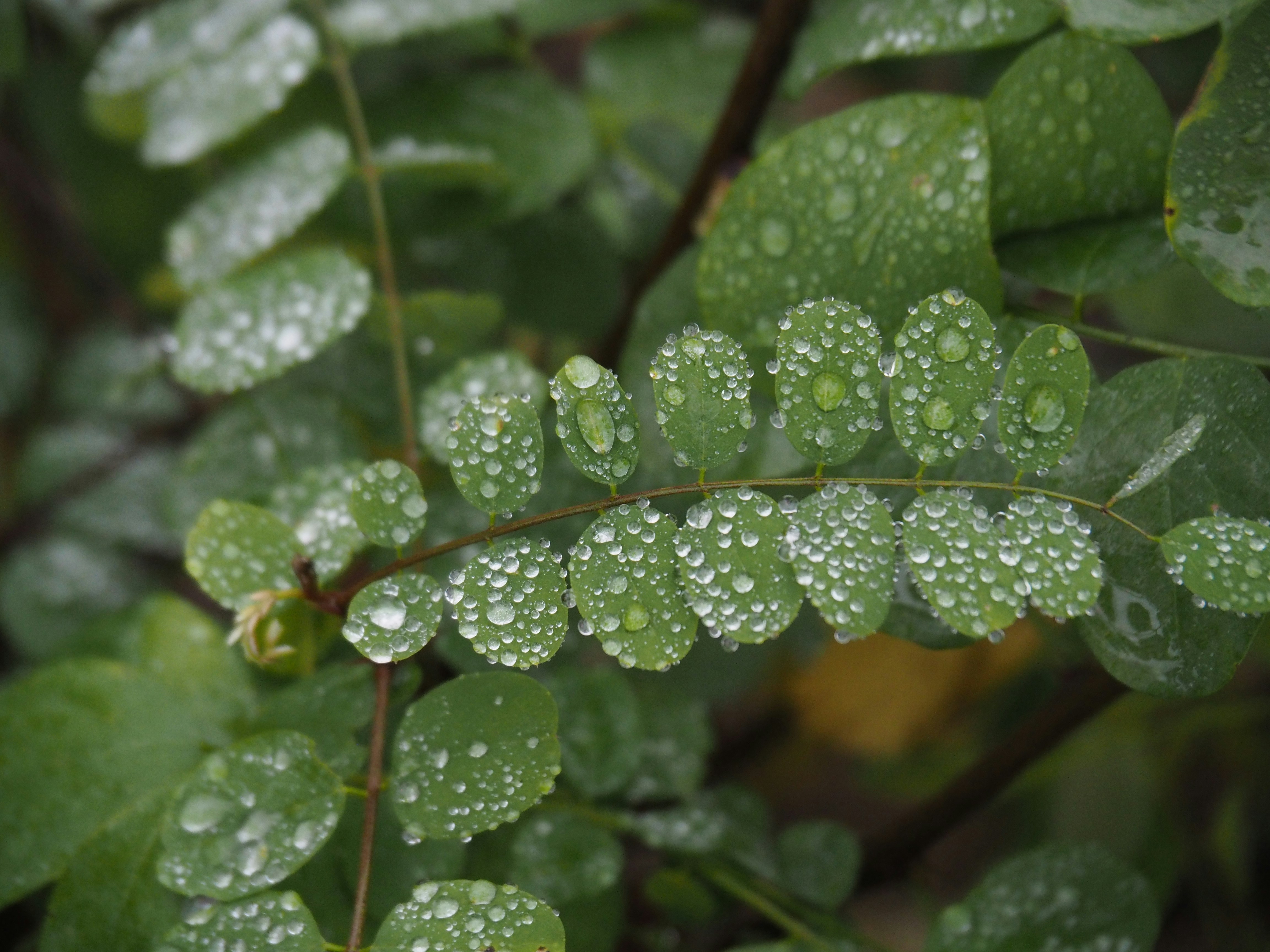 Distichous Leaves Pictures | Download Free Images on Unsplash