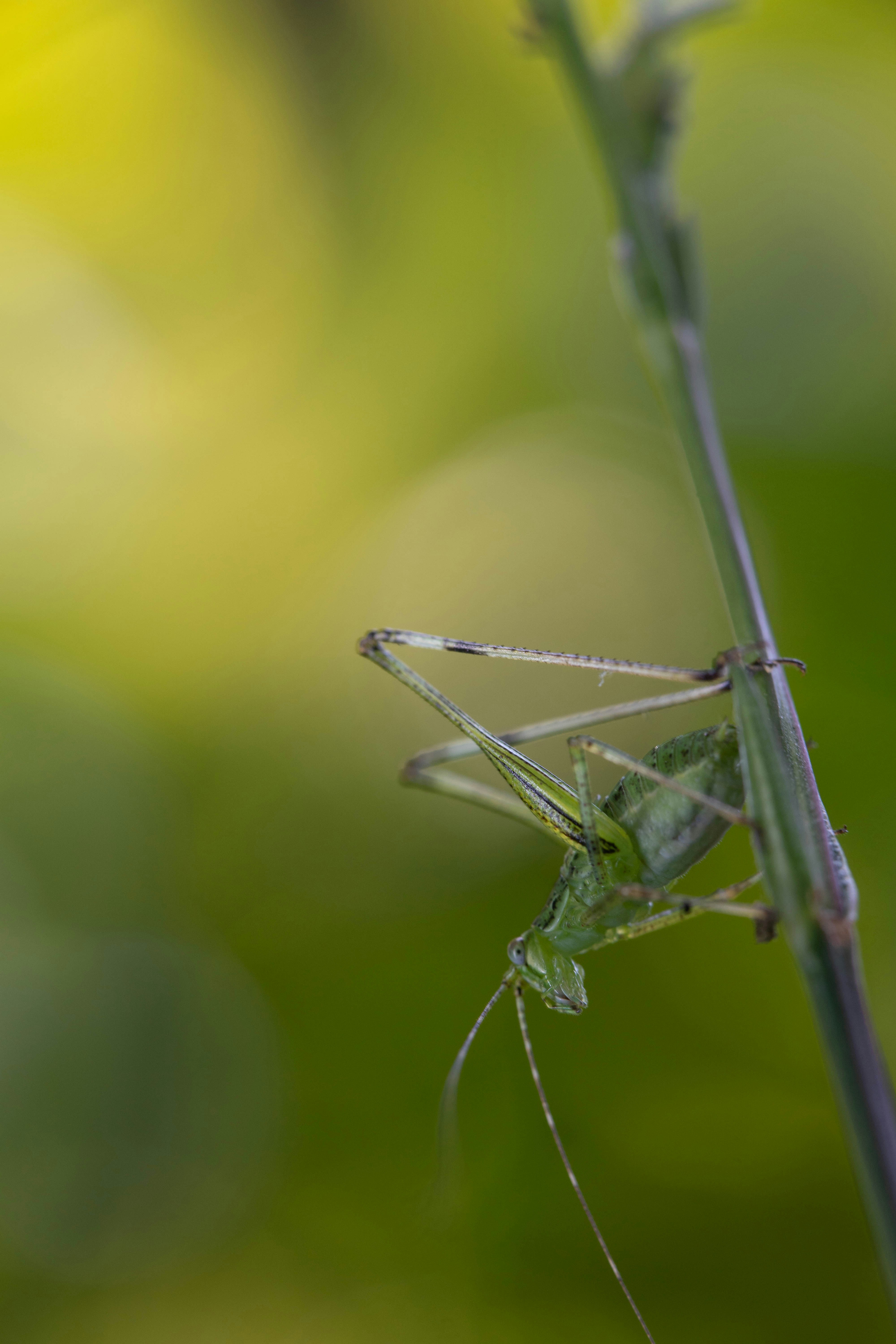 A bug on a branch photo – Free Insect Image on Unsplash