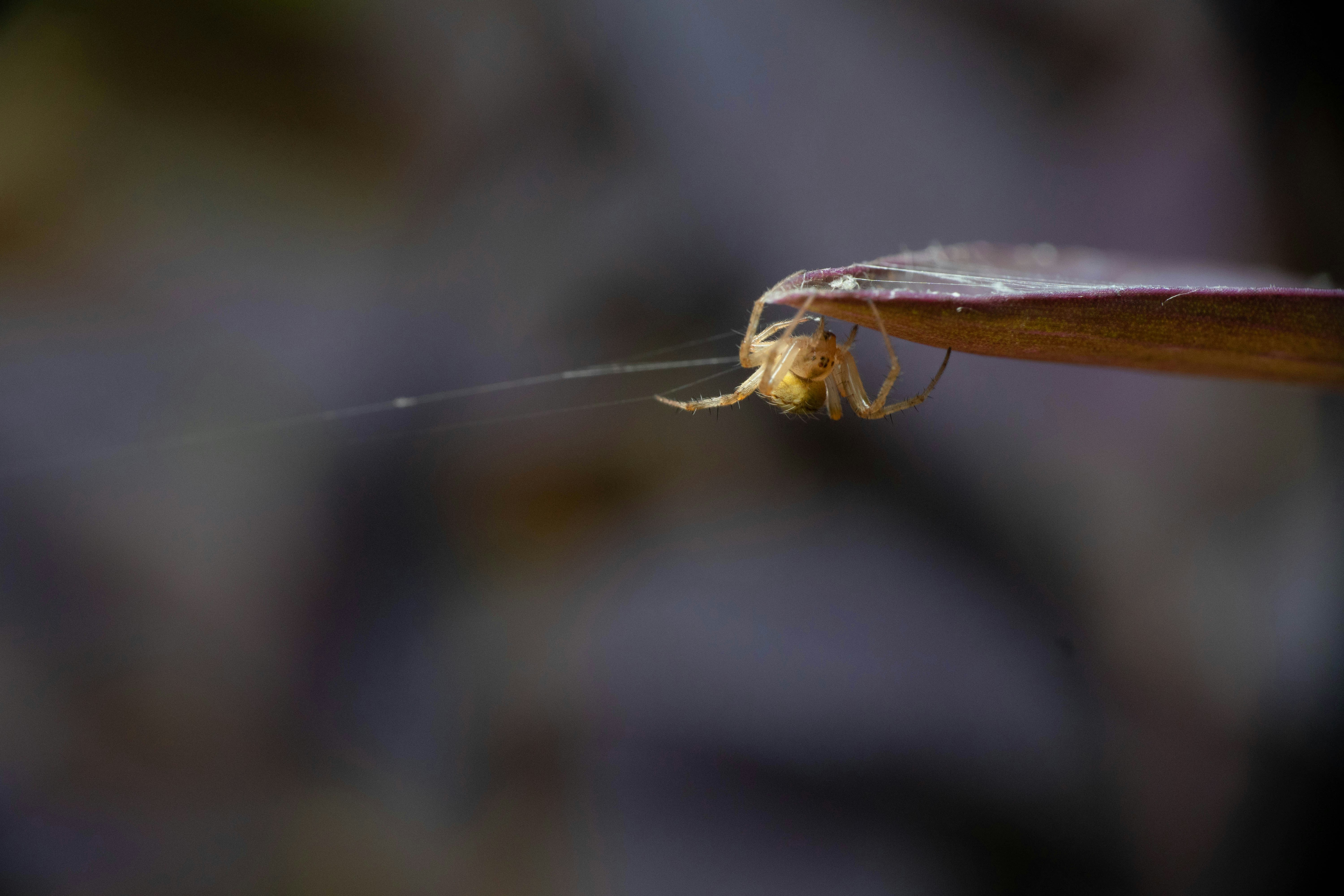 orb weaver spider hanging on purple leaf with the spider web