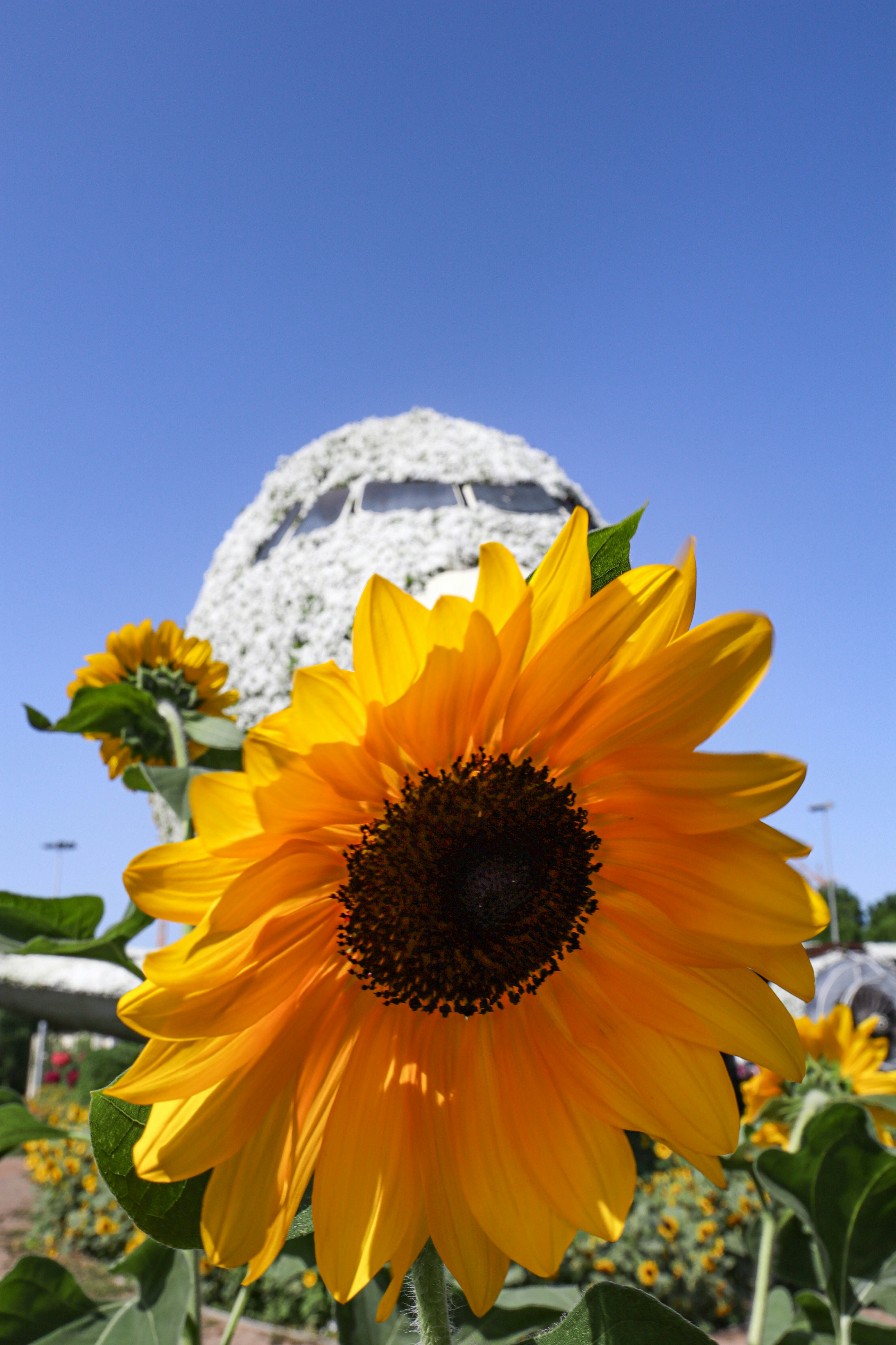 Sunflower Portrait Framed by a White Geodesic Dome Under a Pristine Blue Sky