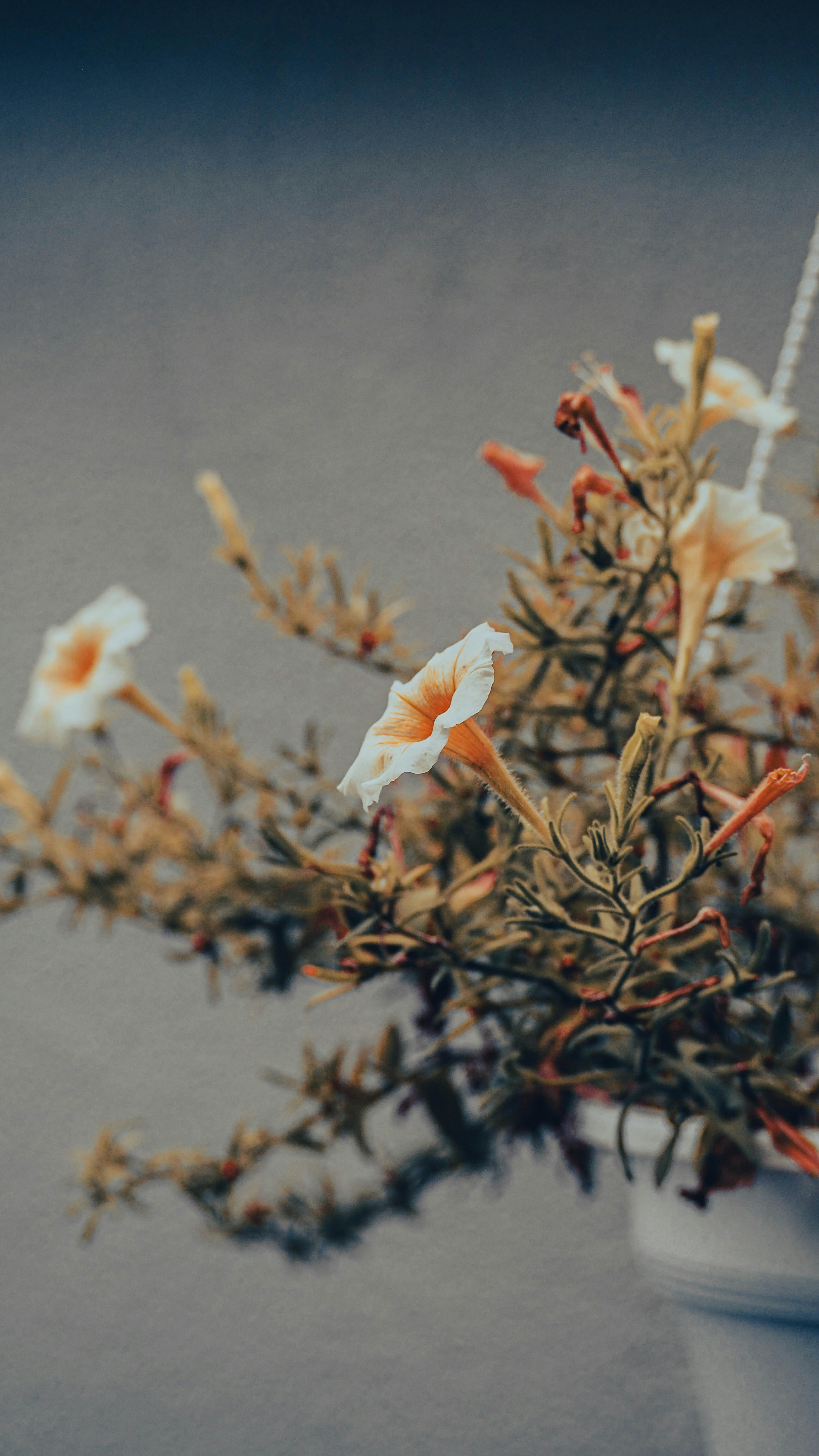 A close up of a plant photo – Free Malaysia Image on Unsplash