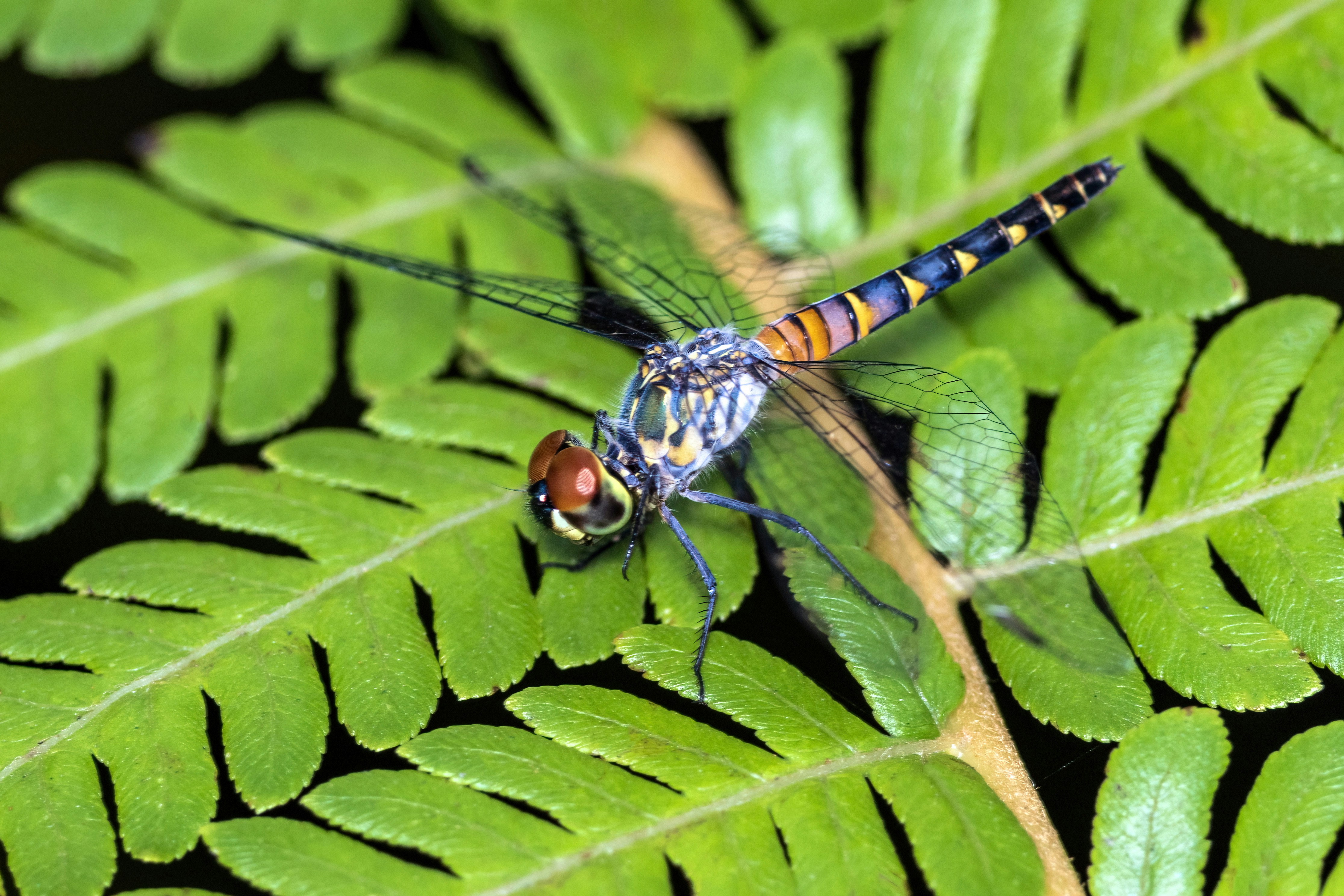 Crimson-Banded Dragonfly Resting on Fern Fronds