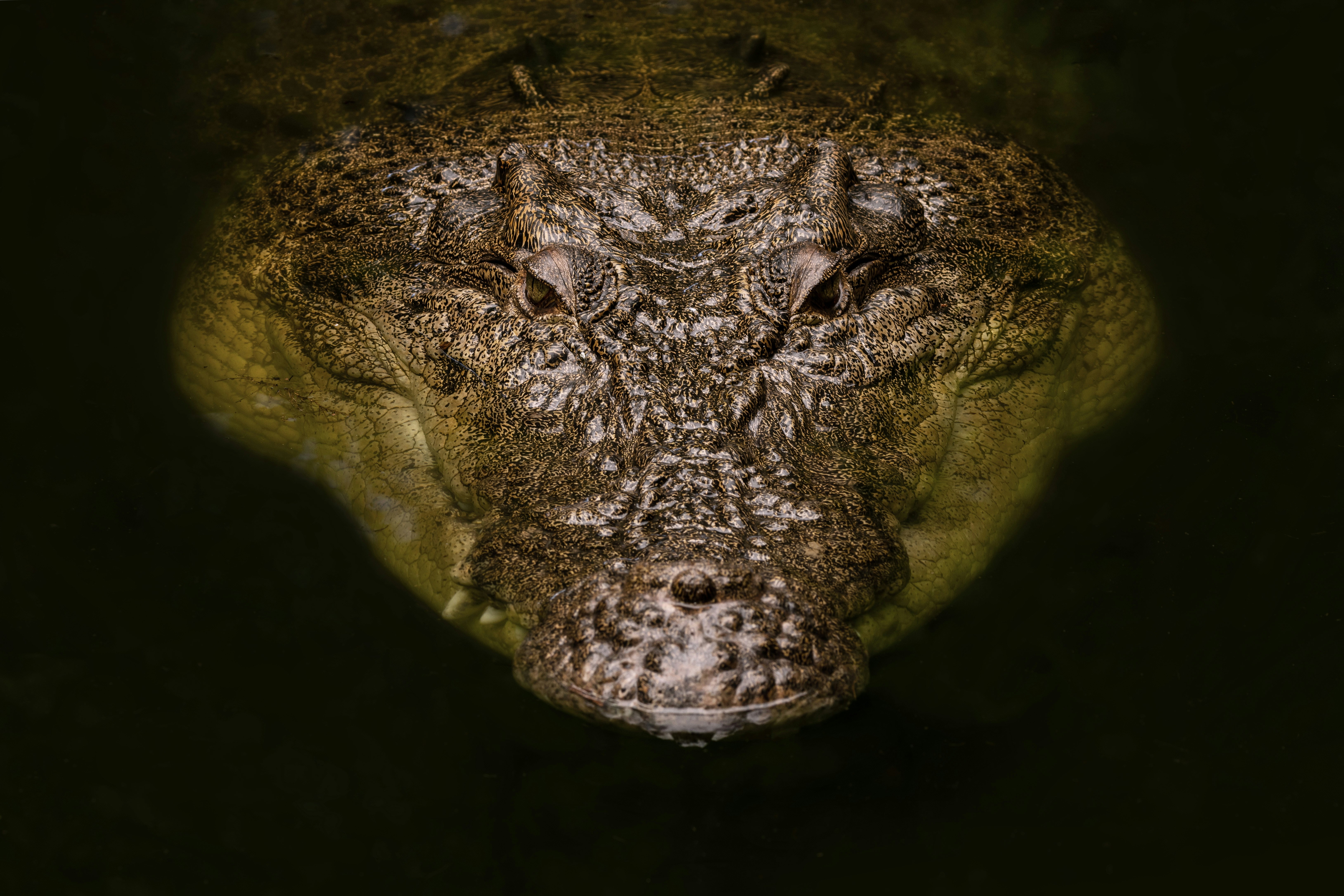 A crocodile's textured face emerges from dark waters, showcasing its formidable presence and intricate skin patterns.