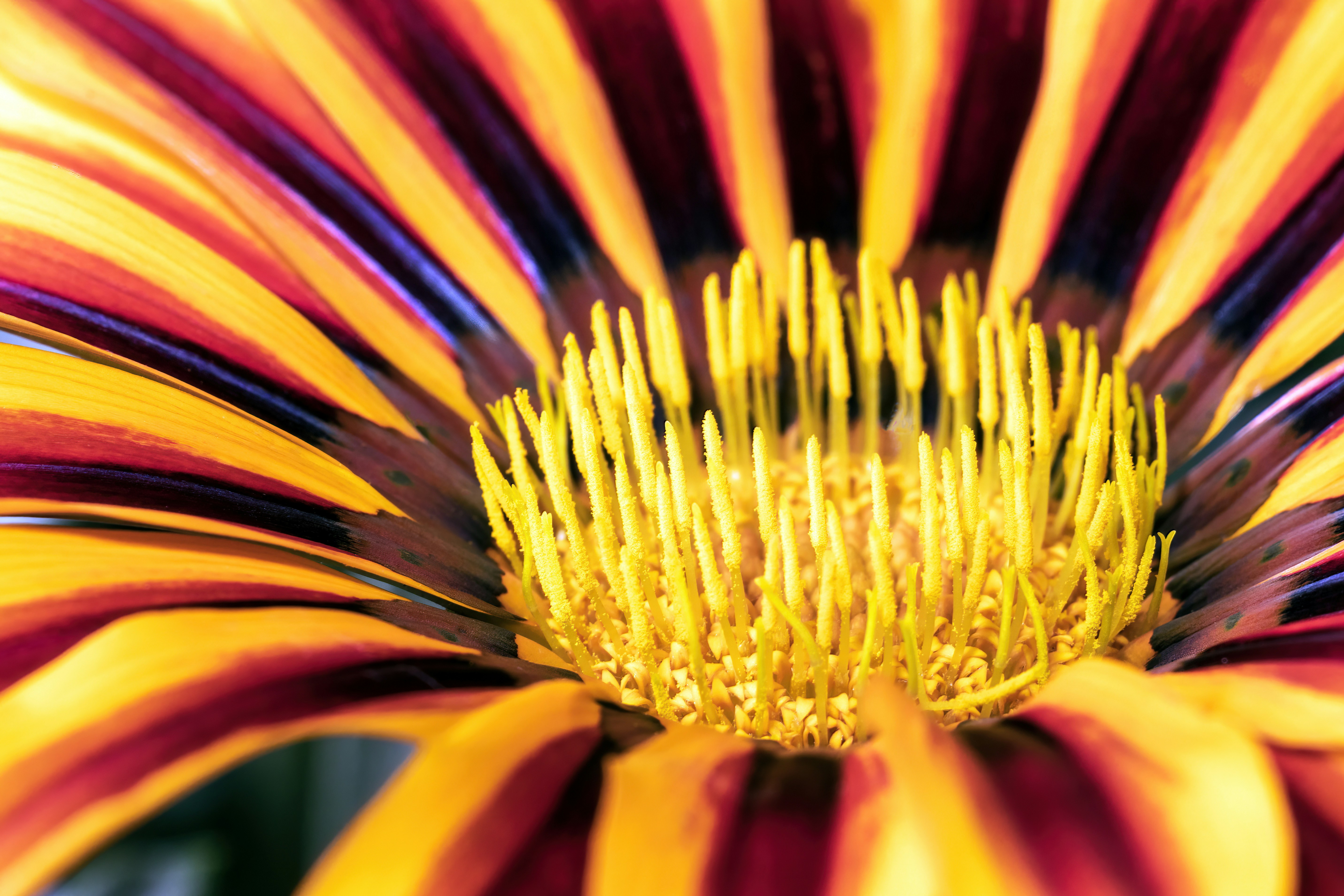 Macro photo of the stamens of a Gazania flower. Beetles, bees, butterflies, and even ants are attracted to these flowers for pollen and nectar, and in turn pollinate the flowers. | a close up of a flower