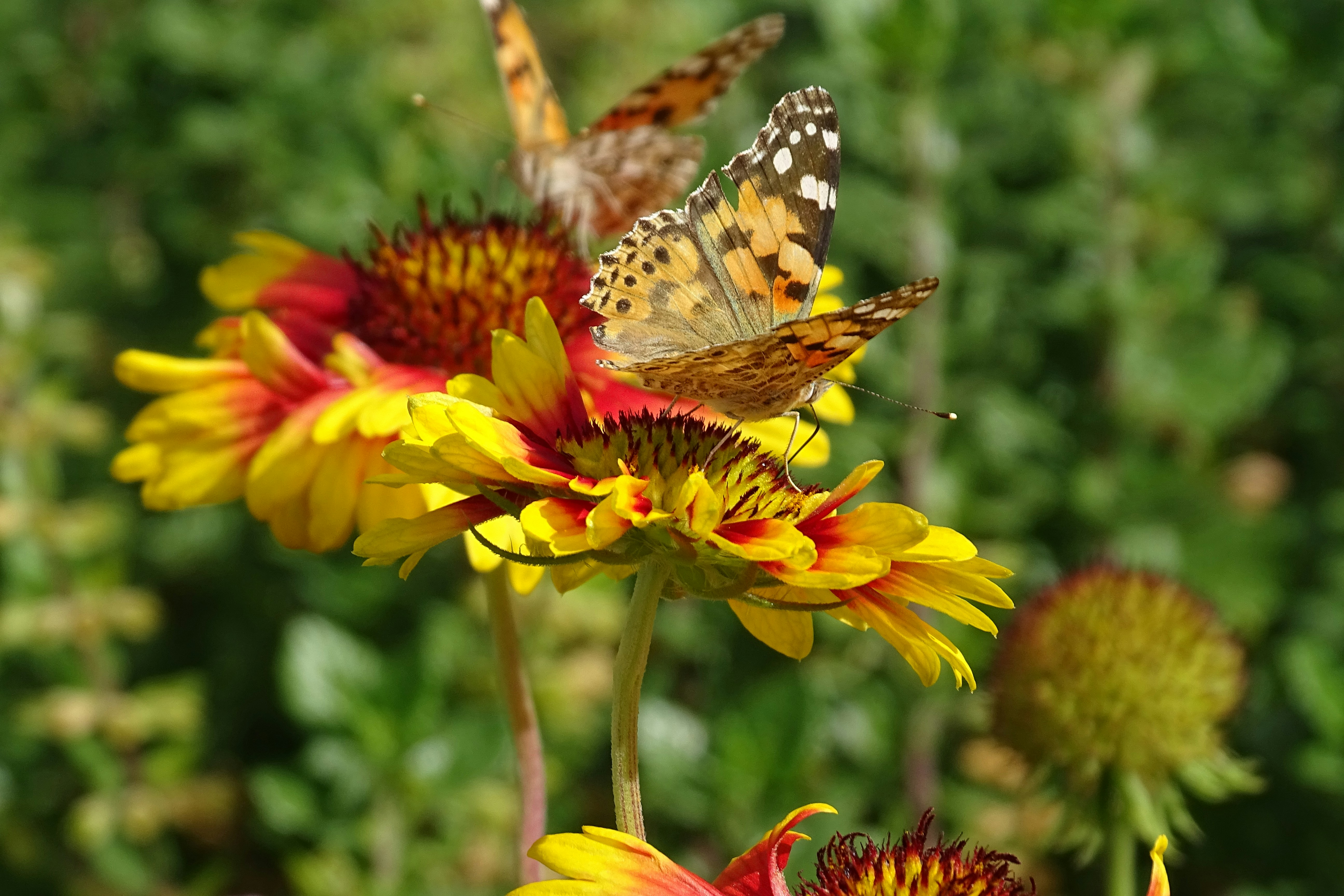 Painted Lady on Gaillardia in a Sunlit Garden
