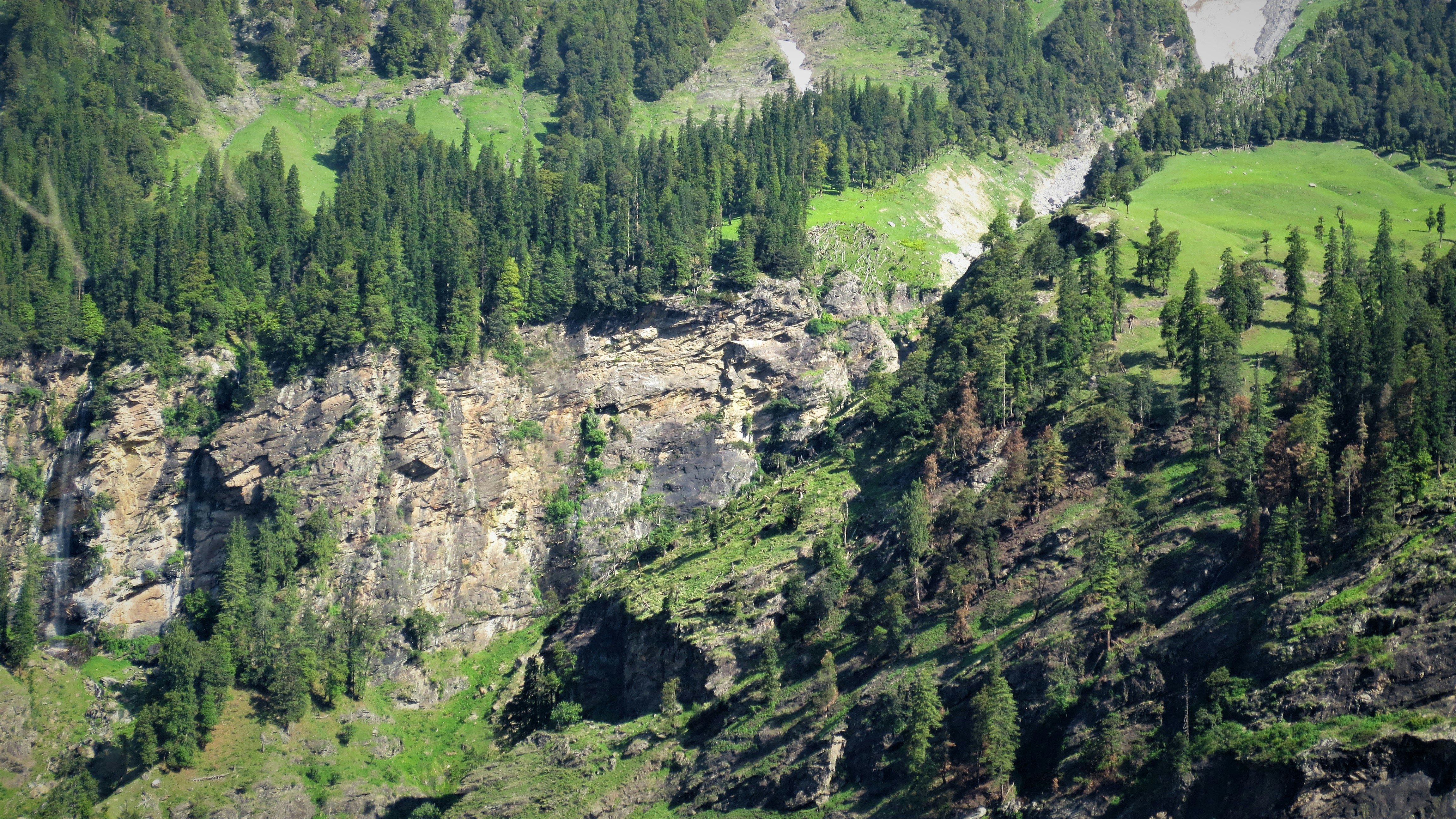 Verdant Verge: Pine-Crowned Cliff Fringed by Alpine Meadows