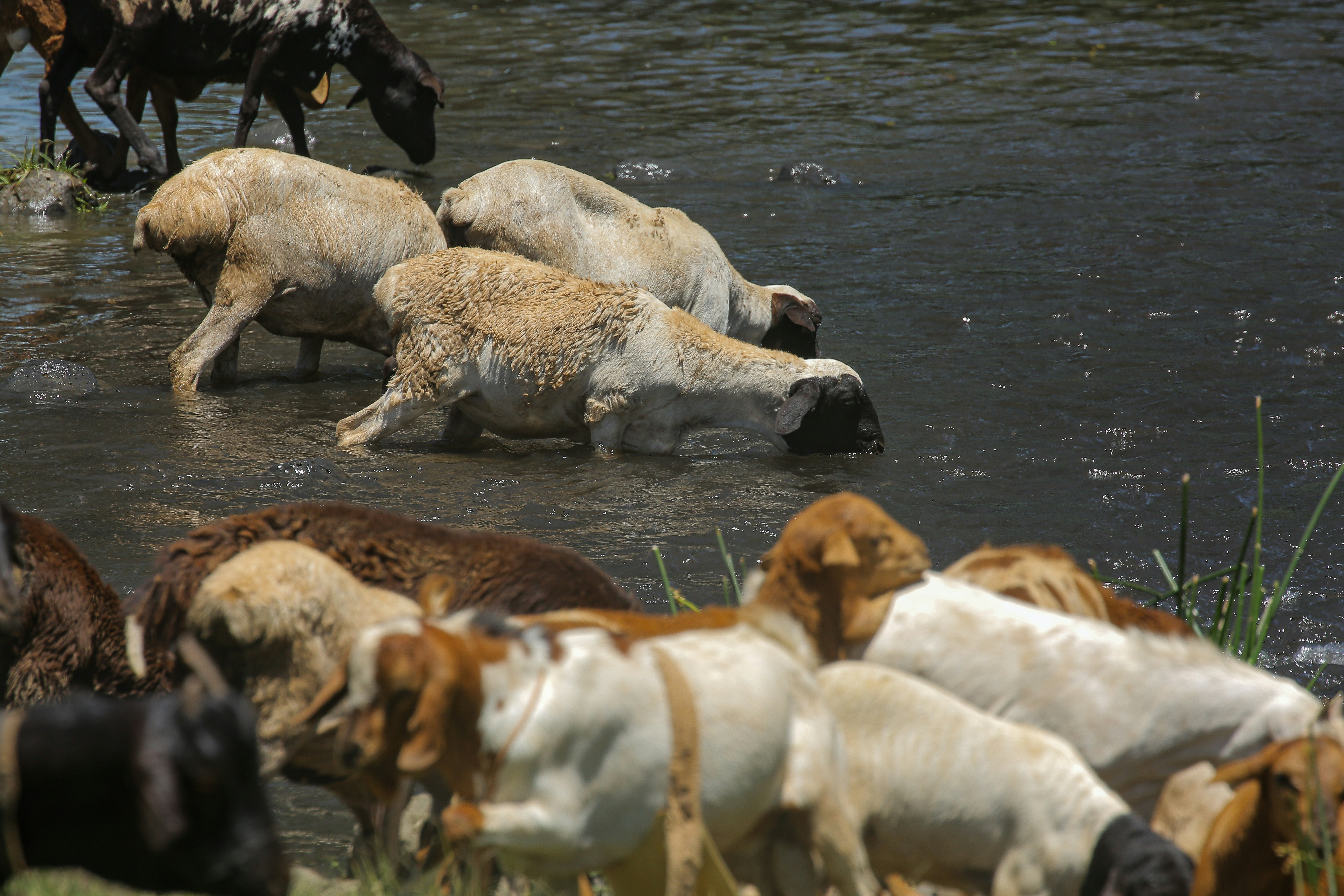 A group of animals in a body of water photo – Free Herd Image on Unsplash