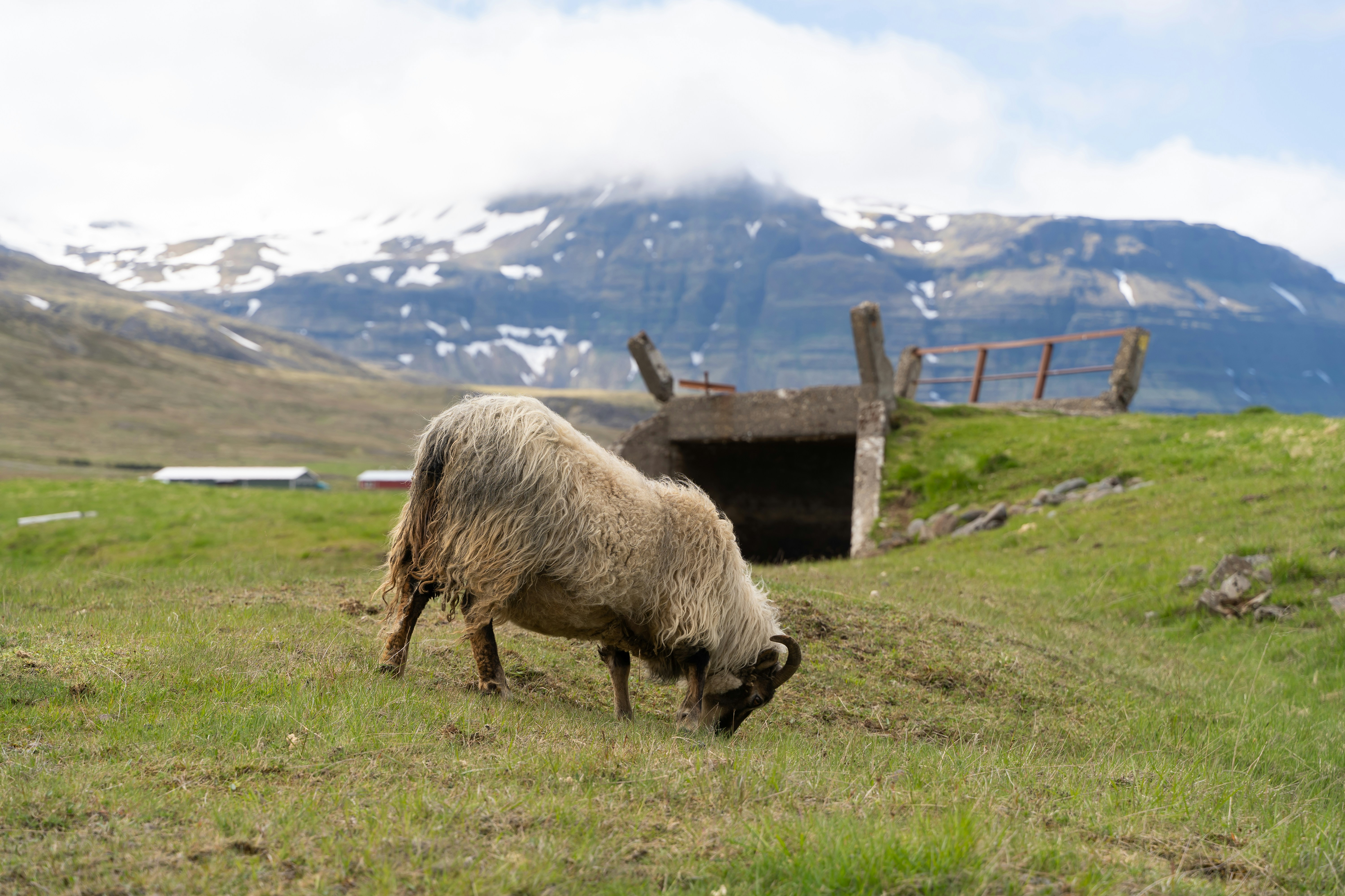 A lonely sheep somewhere in Iceland.