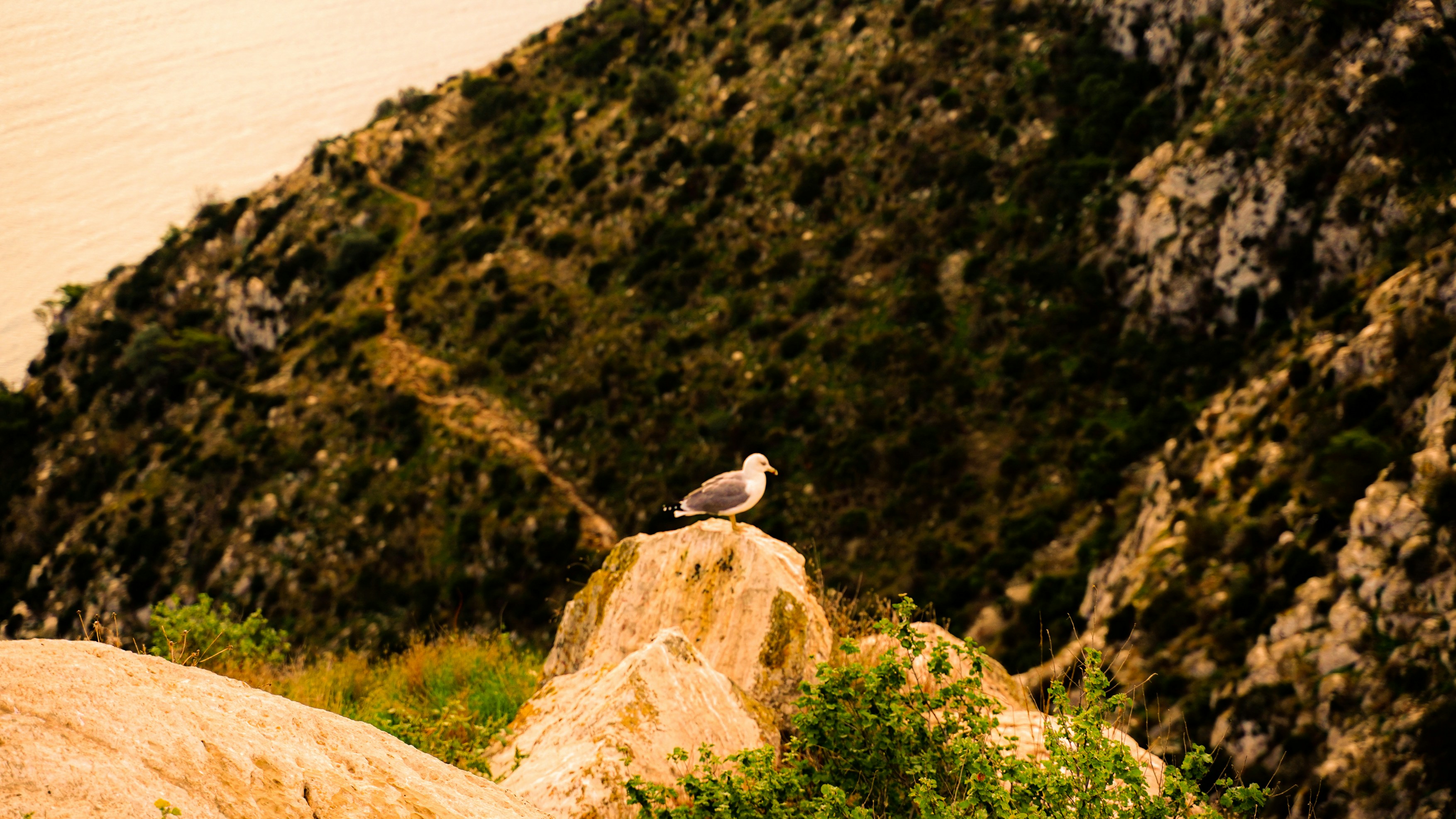 Seagull resting on a rocky outcrop overlooking a steep coastal landscape. The serene setting highlights the bird's solitary presence amidst nature.
