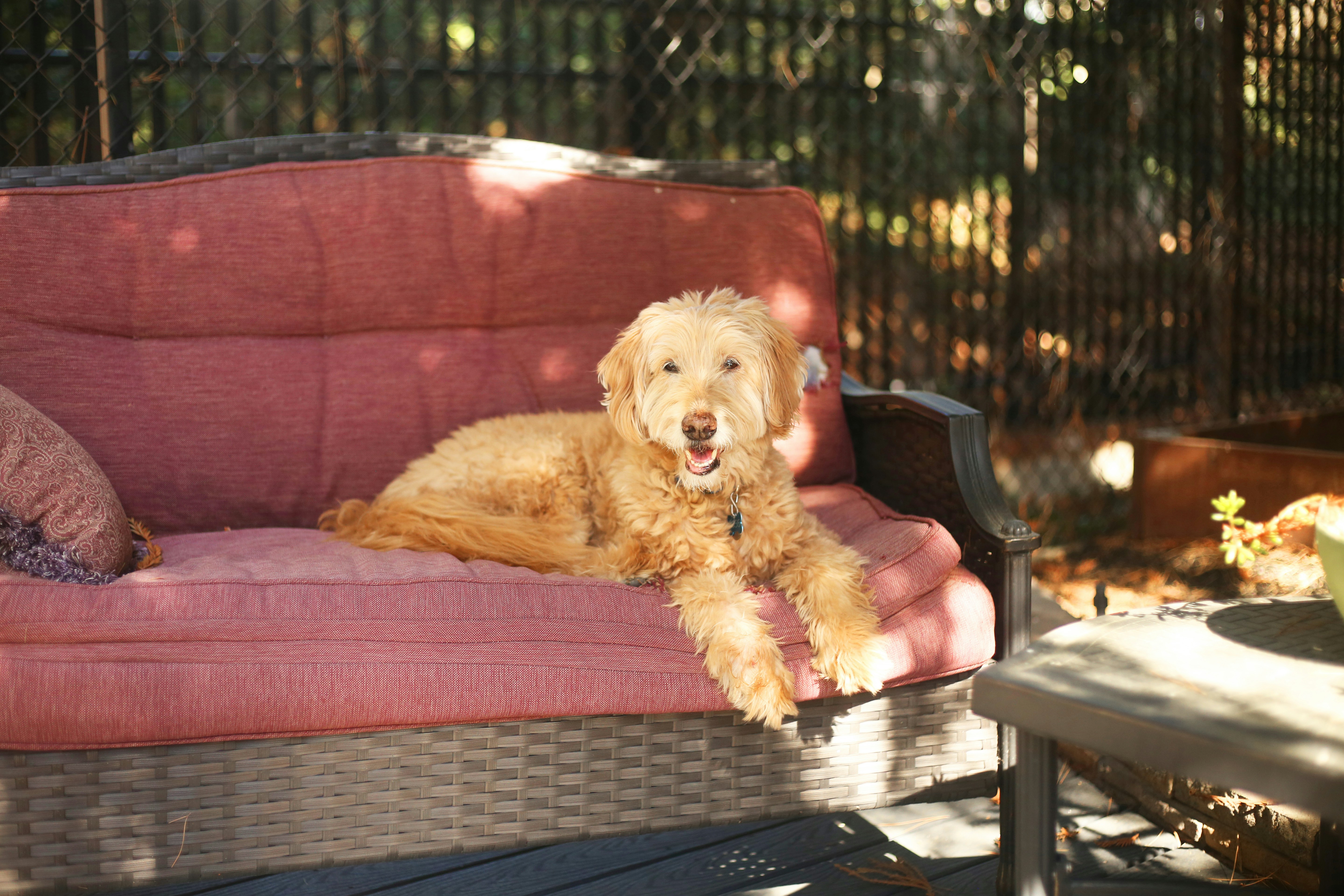 Sunny Lounge: A Golden Retriever Reposing on a Mock-Wicker Sofa