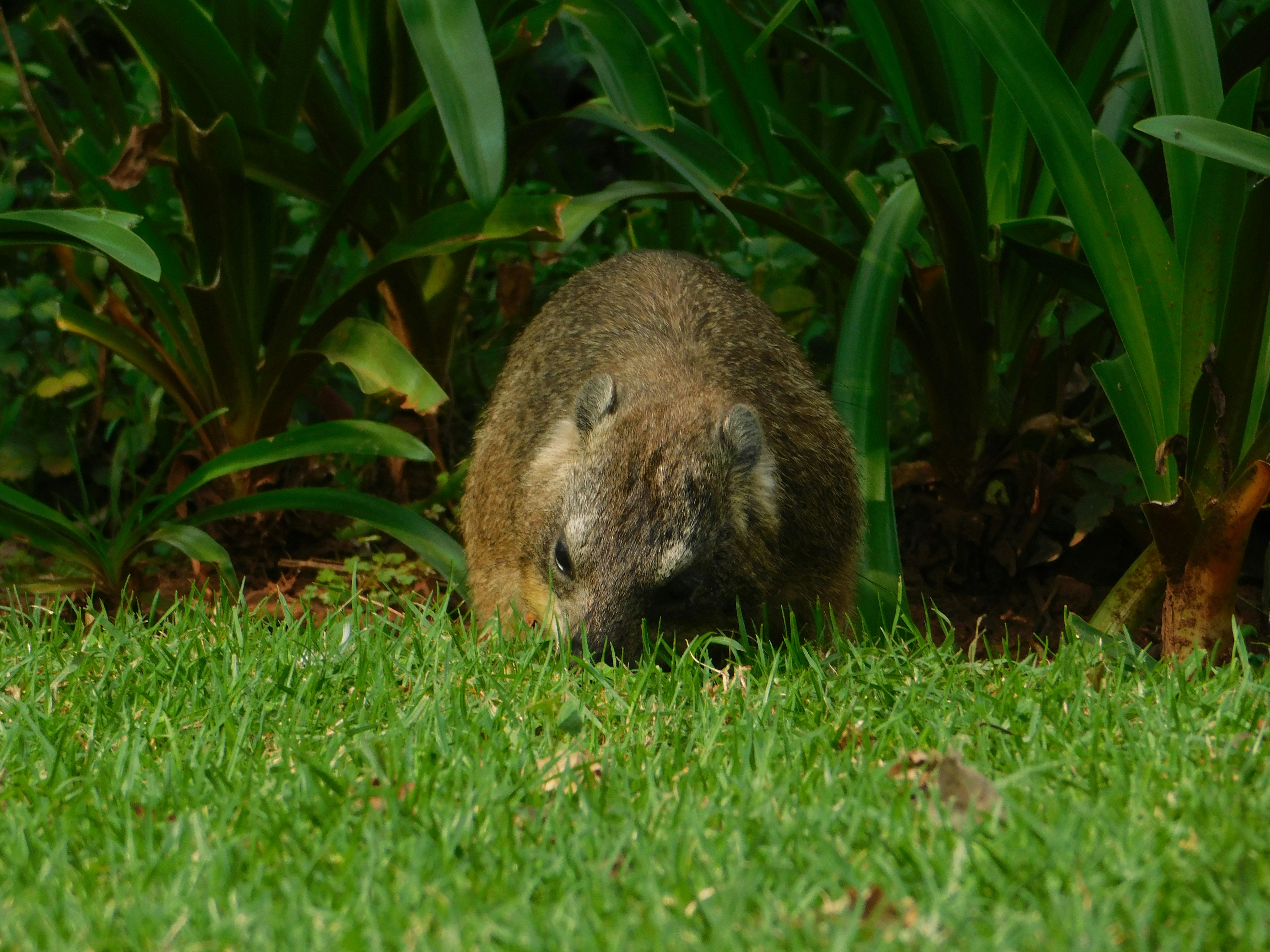 A small rodent in the grass photo – Free South africa Image on Unsplash