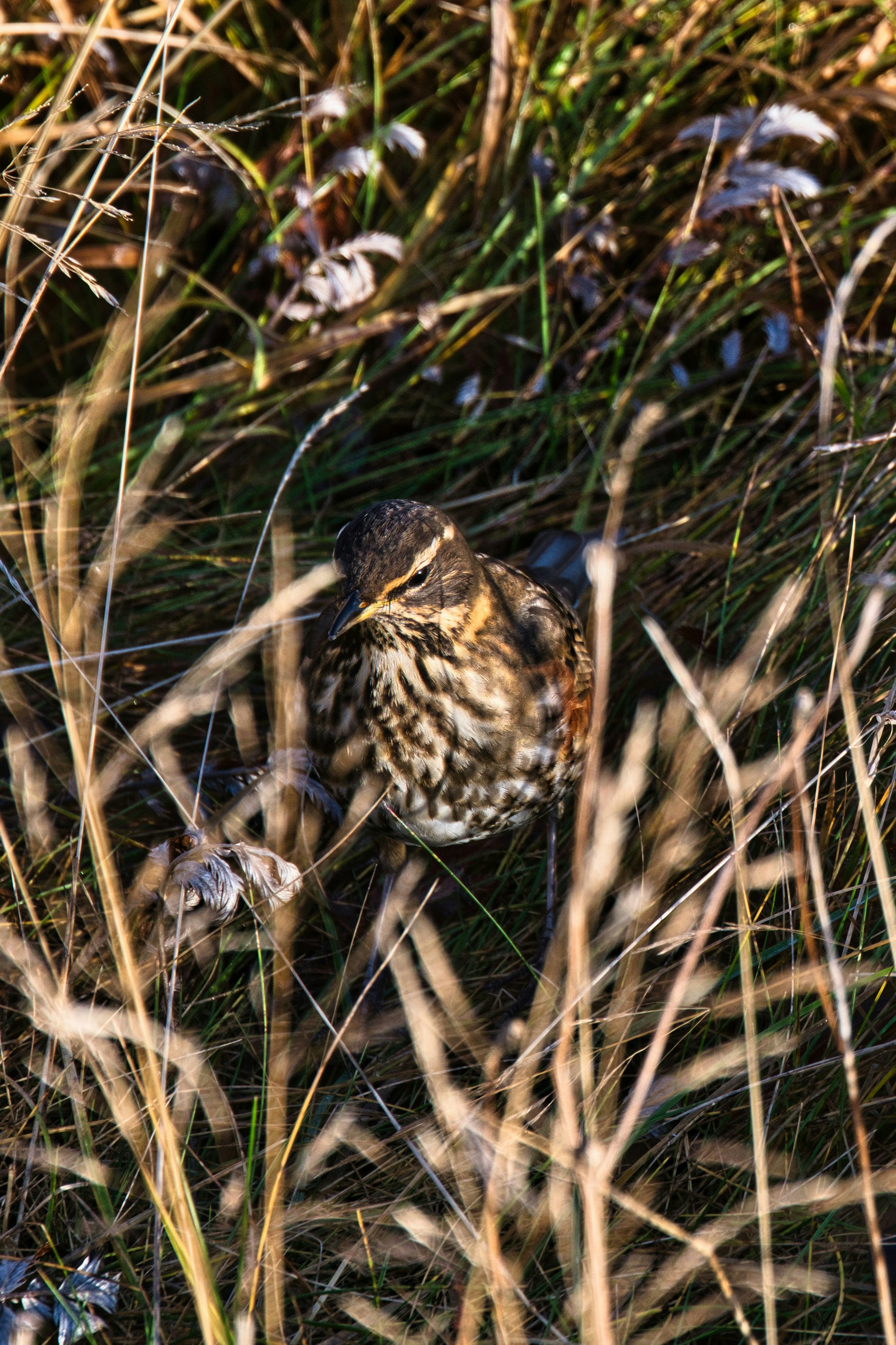 A bird standing in a field of dry grass photo – Free Animal Image on ...
