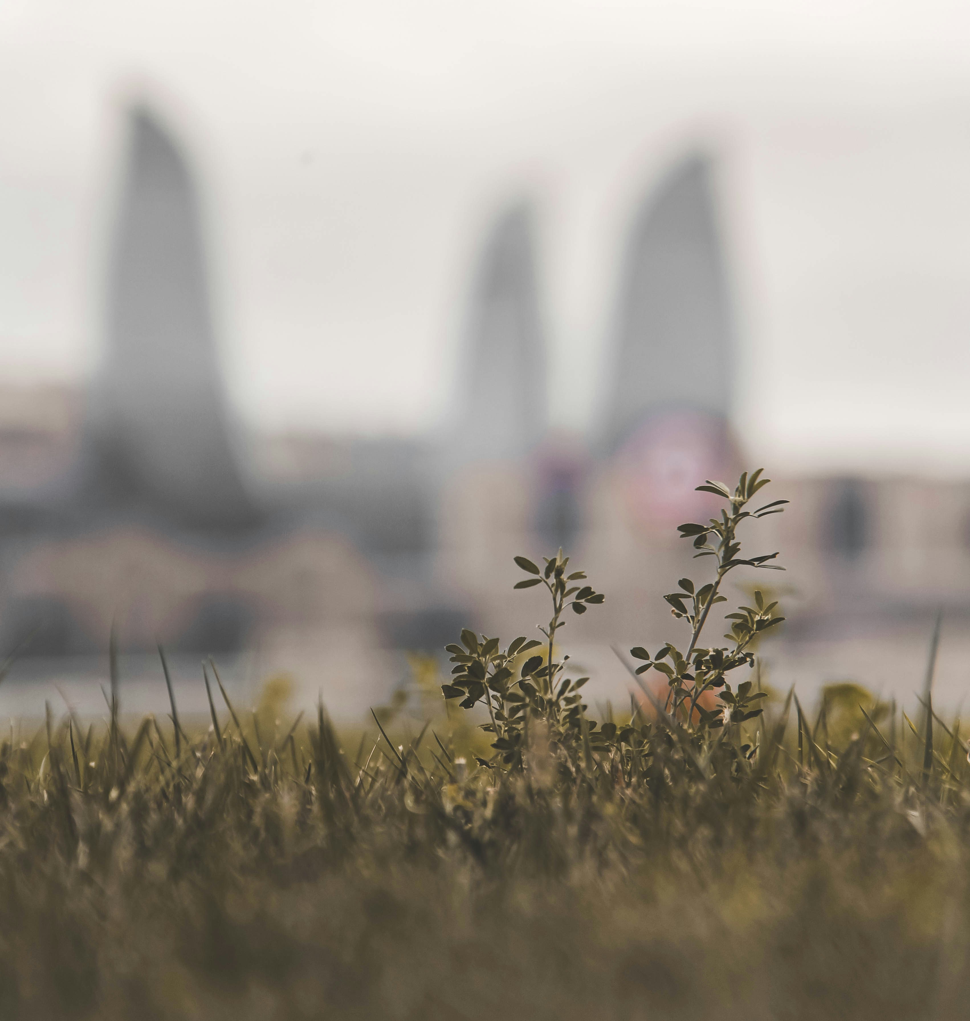 Tender Sprout Against a Blur of Skyscrapers