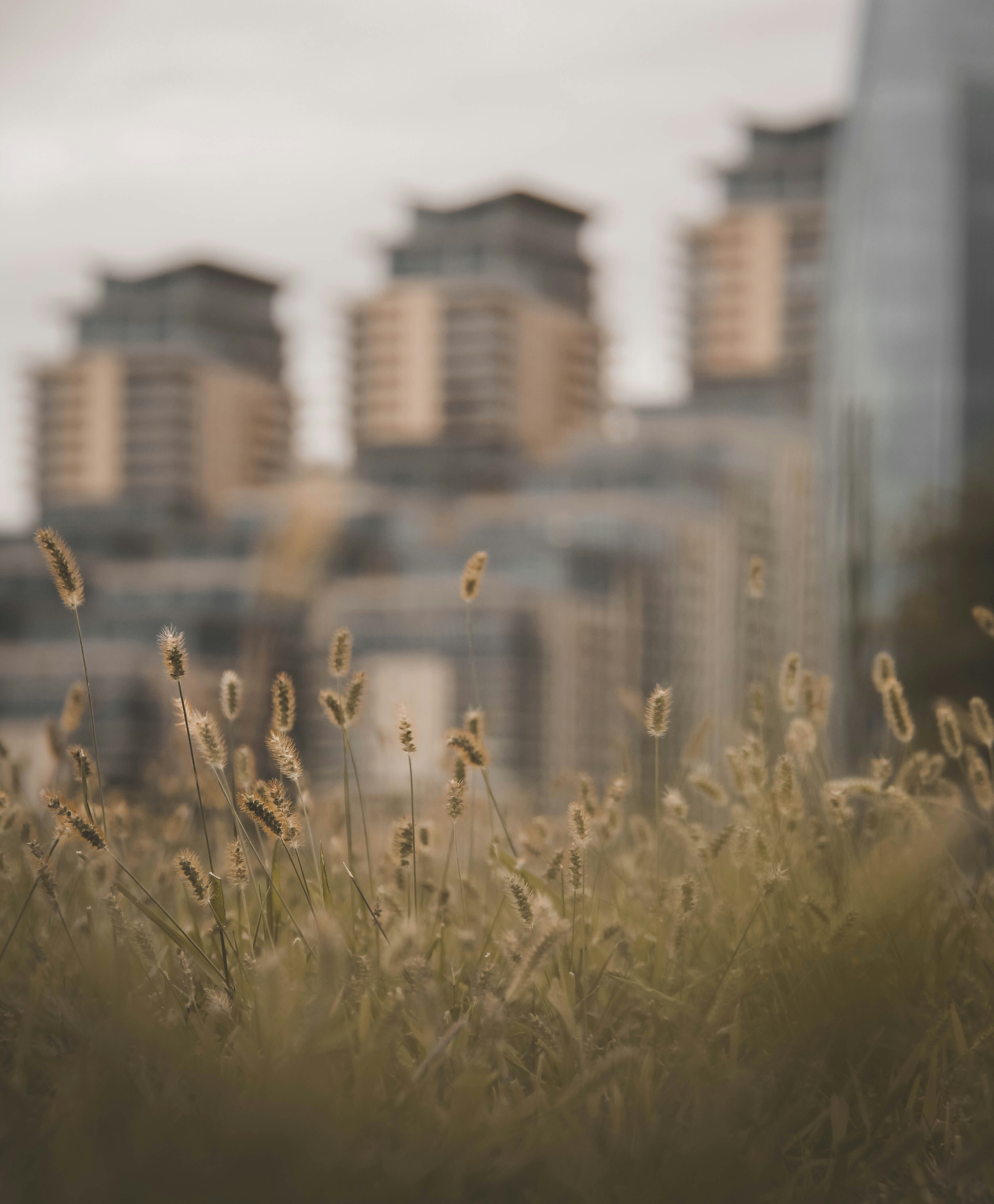 Golden Grass Framing a City Horizon