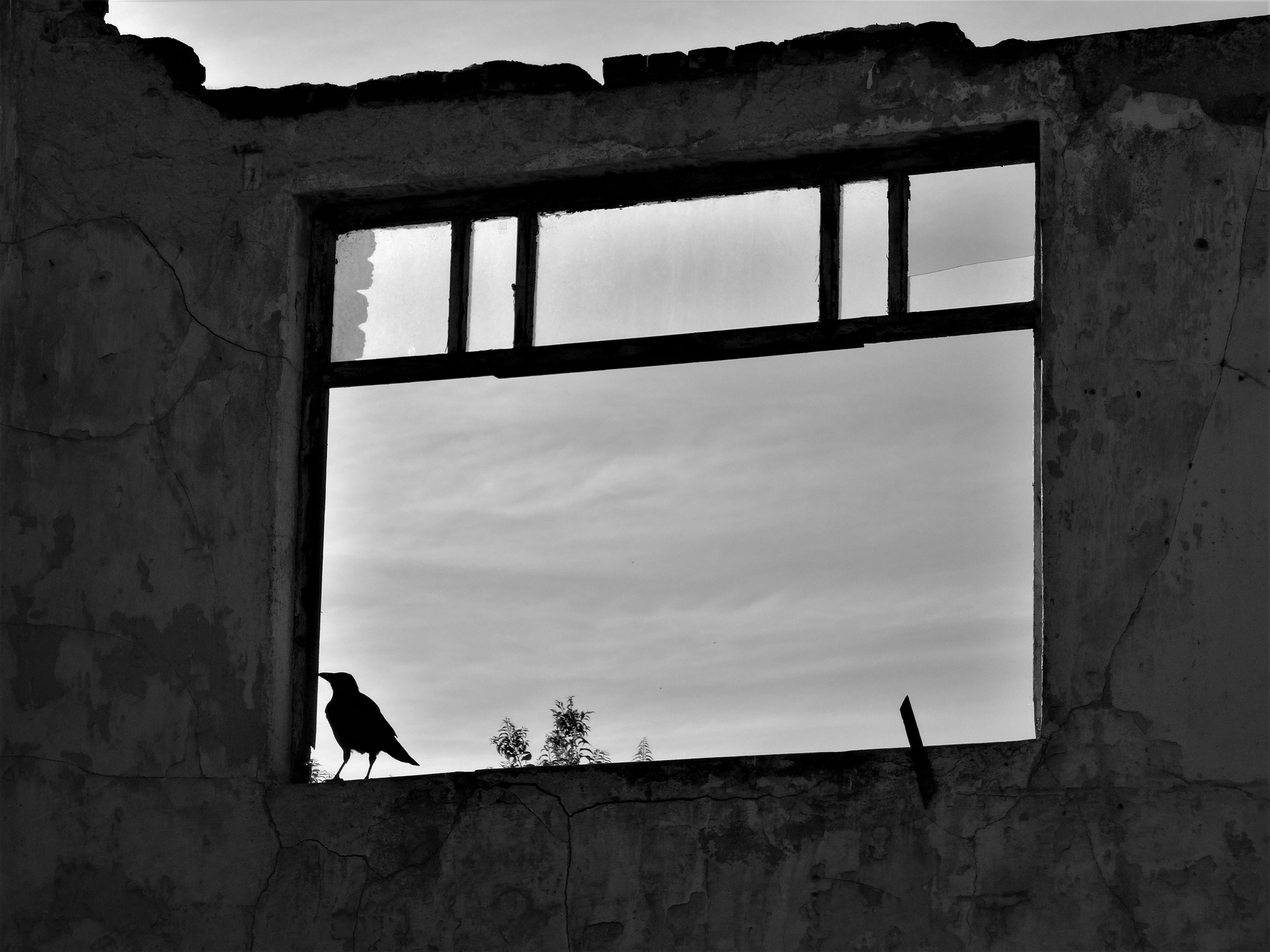 A solitary bird perches in the silhouette of a broken window, framed by the decaying walls of an abandoned structure. The scene evokes a sense of stillness and reflection.