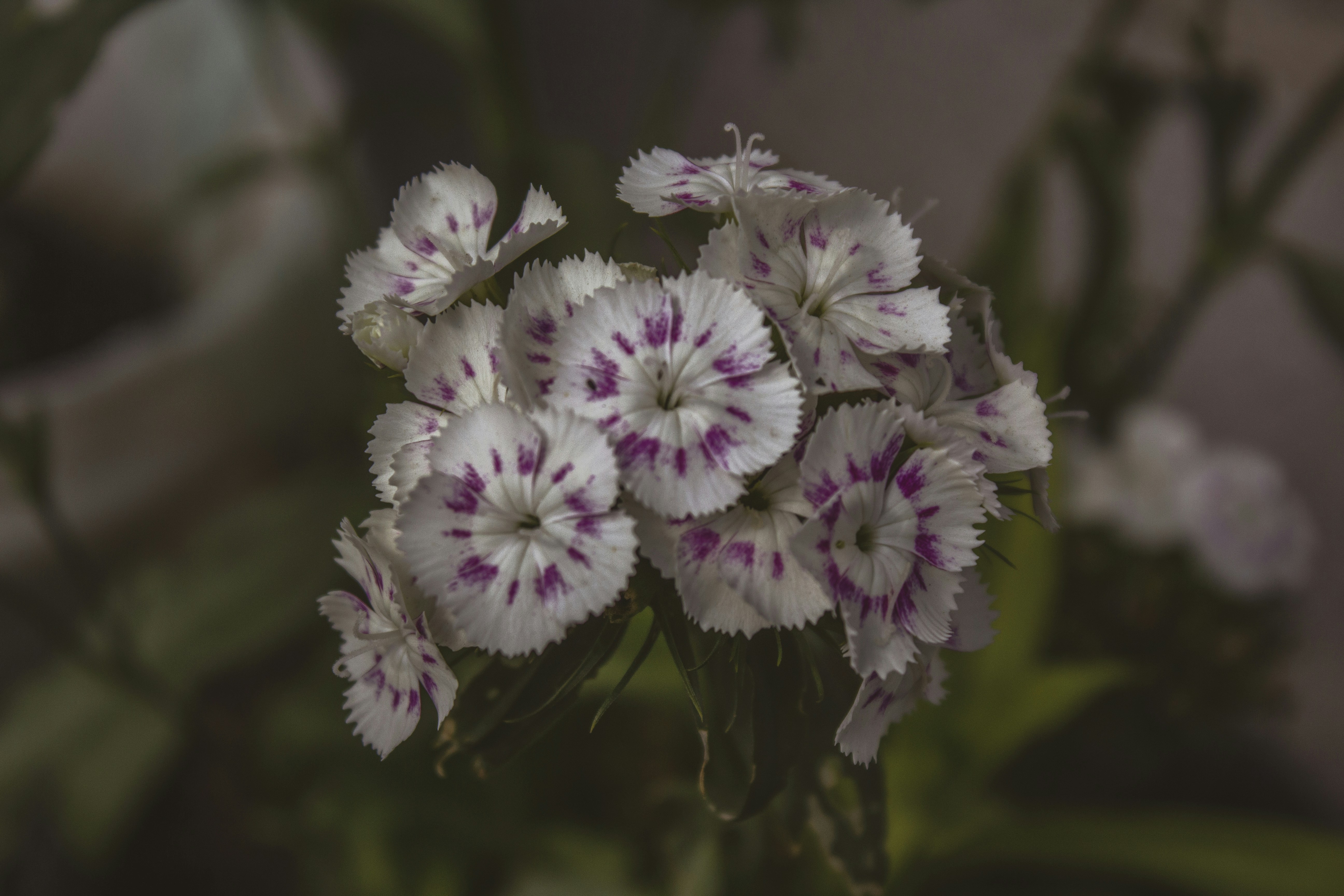 A close up of a flower photo – Free Rafael lara grajales Image on Unsplash