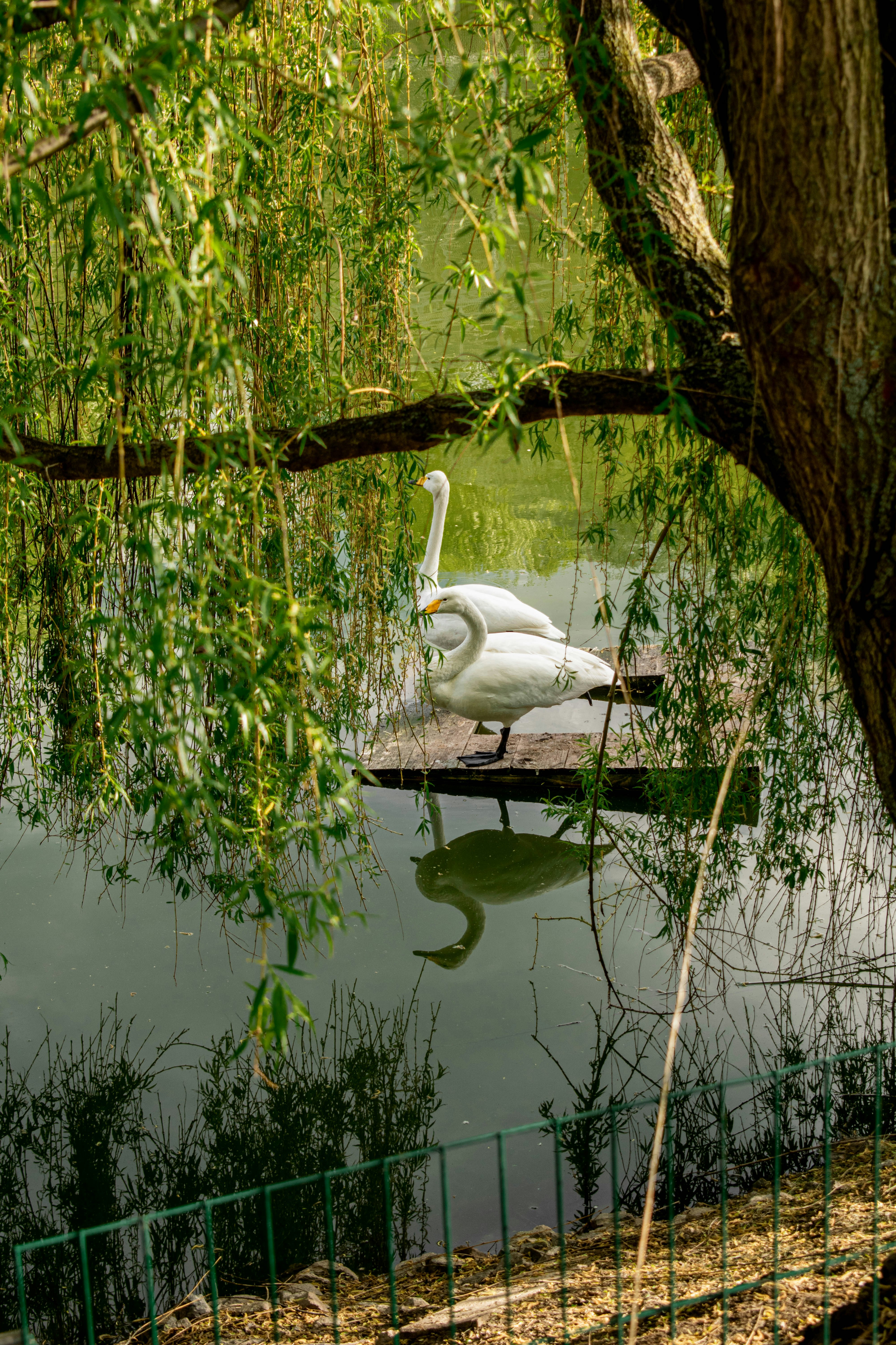 Grace on a Willow-Framed Dock: White Swan at Rest