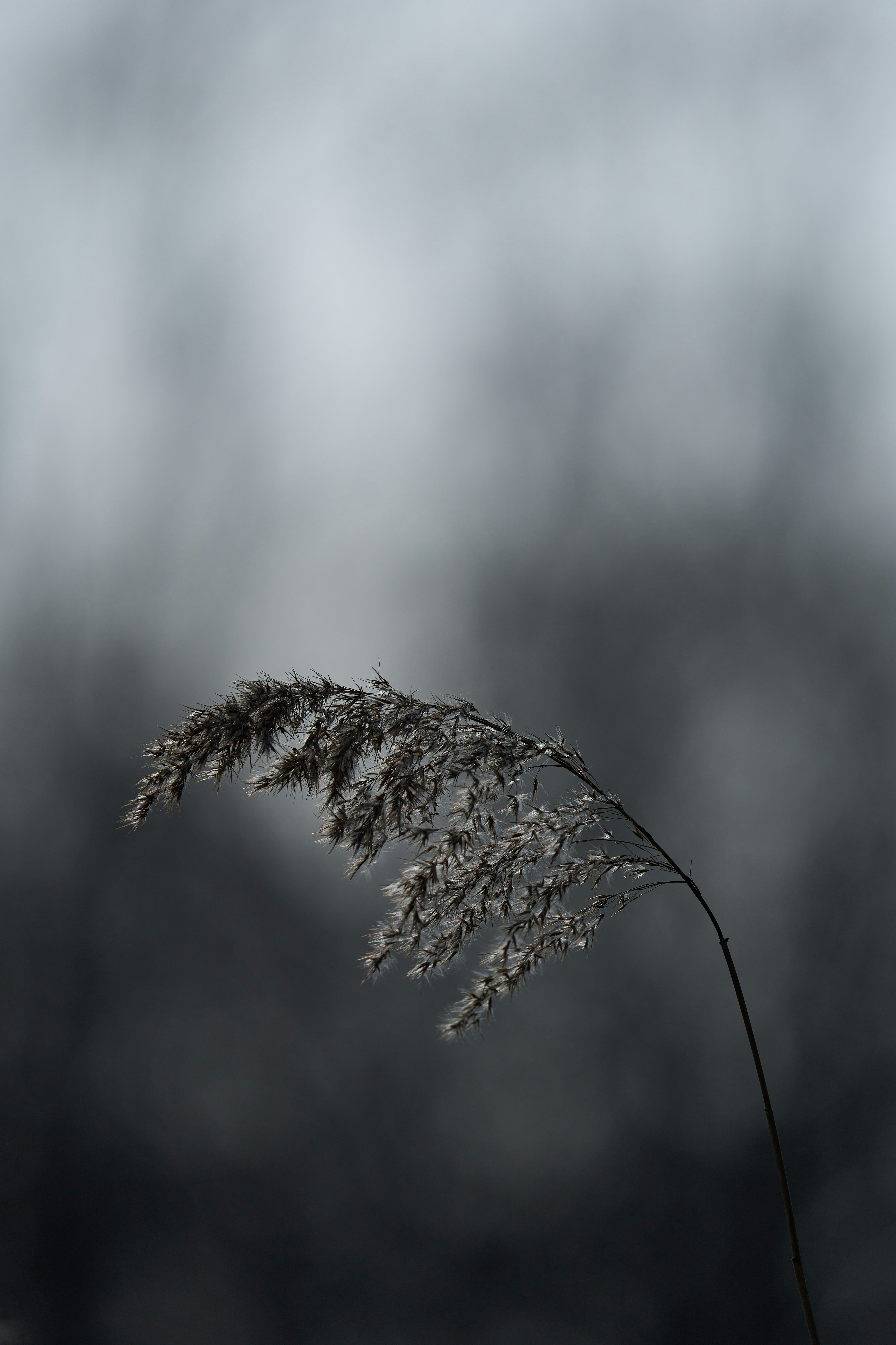 A close-up of a sprig of sprouts photo – Free Pattern Image on Unsplash