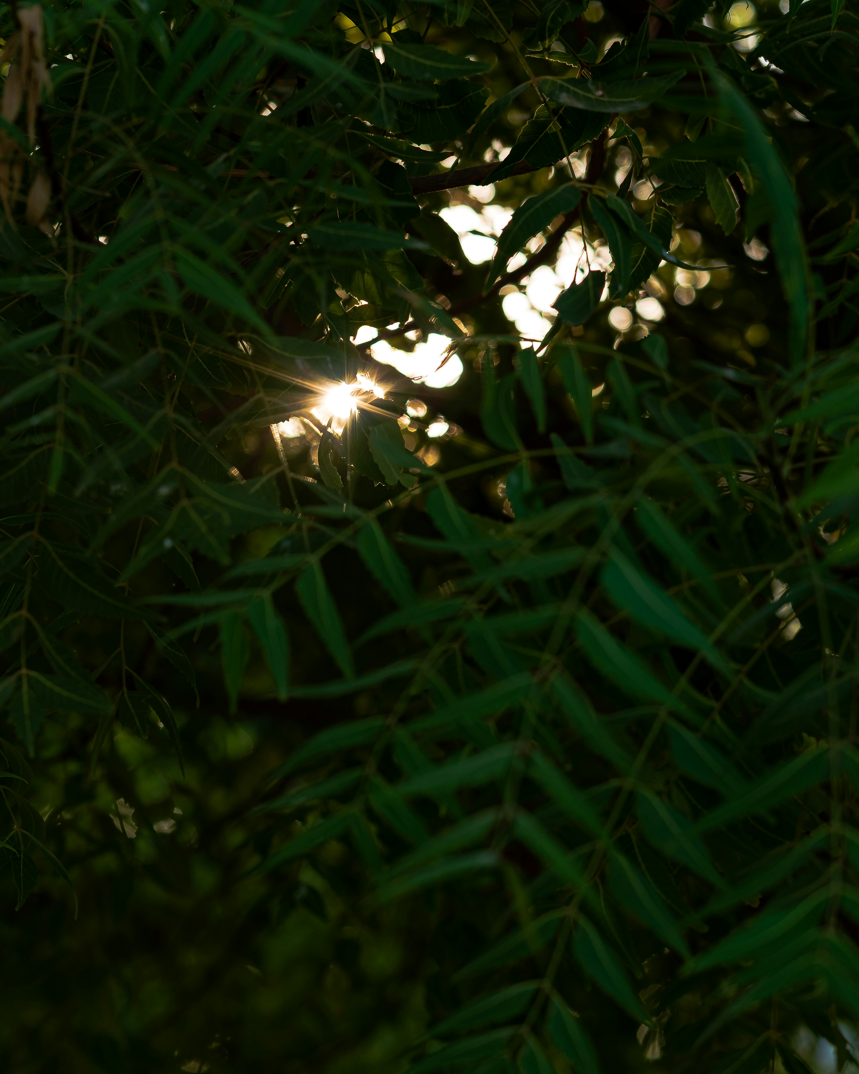 Photo by Suliman Kamal with Sony Alpha 7R III