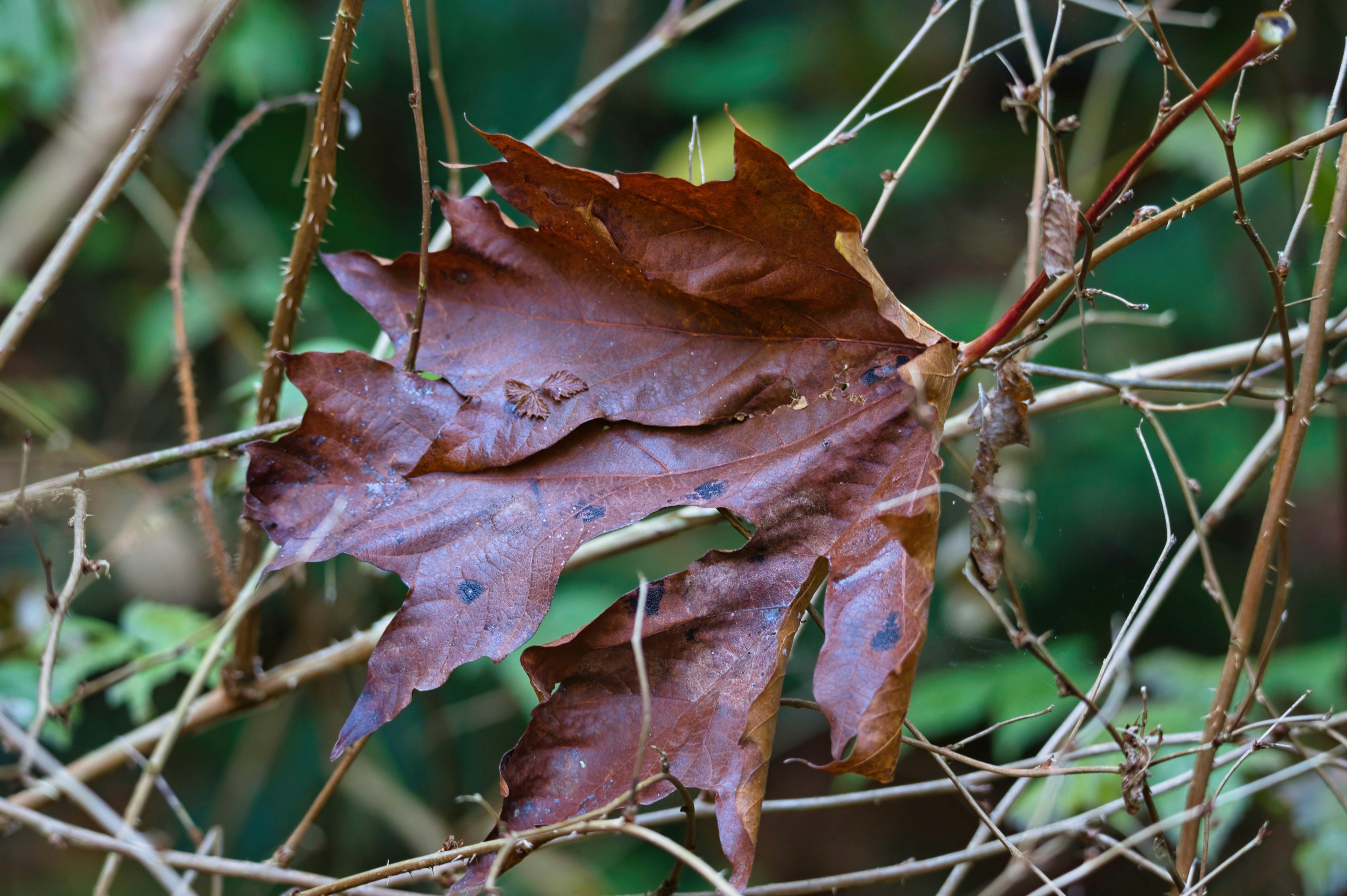 Crimson Leaf Entangled in a Web of Bare Twigs