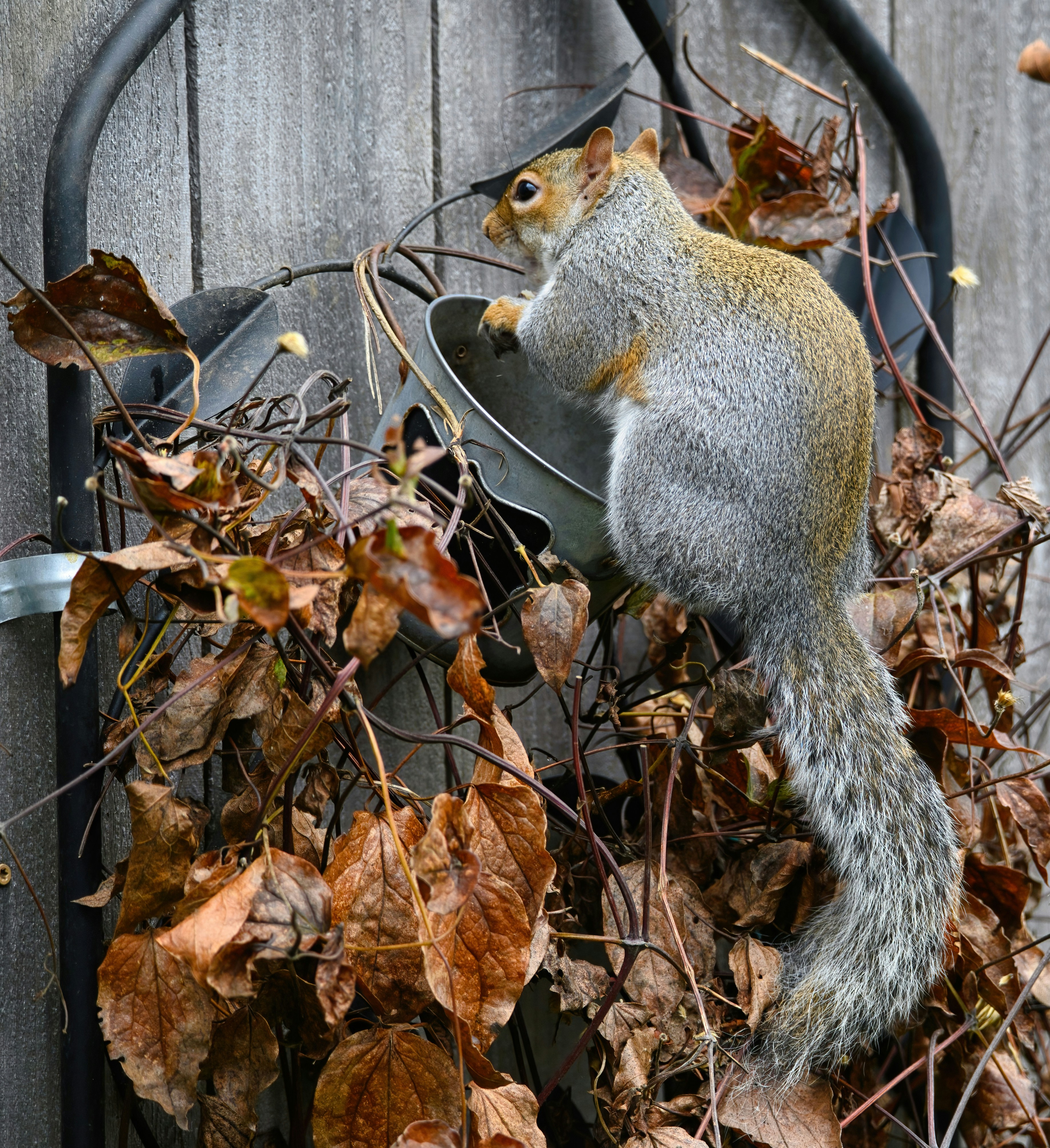 Autumn Forager: A Squirrel's Snack Quest
