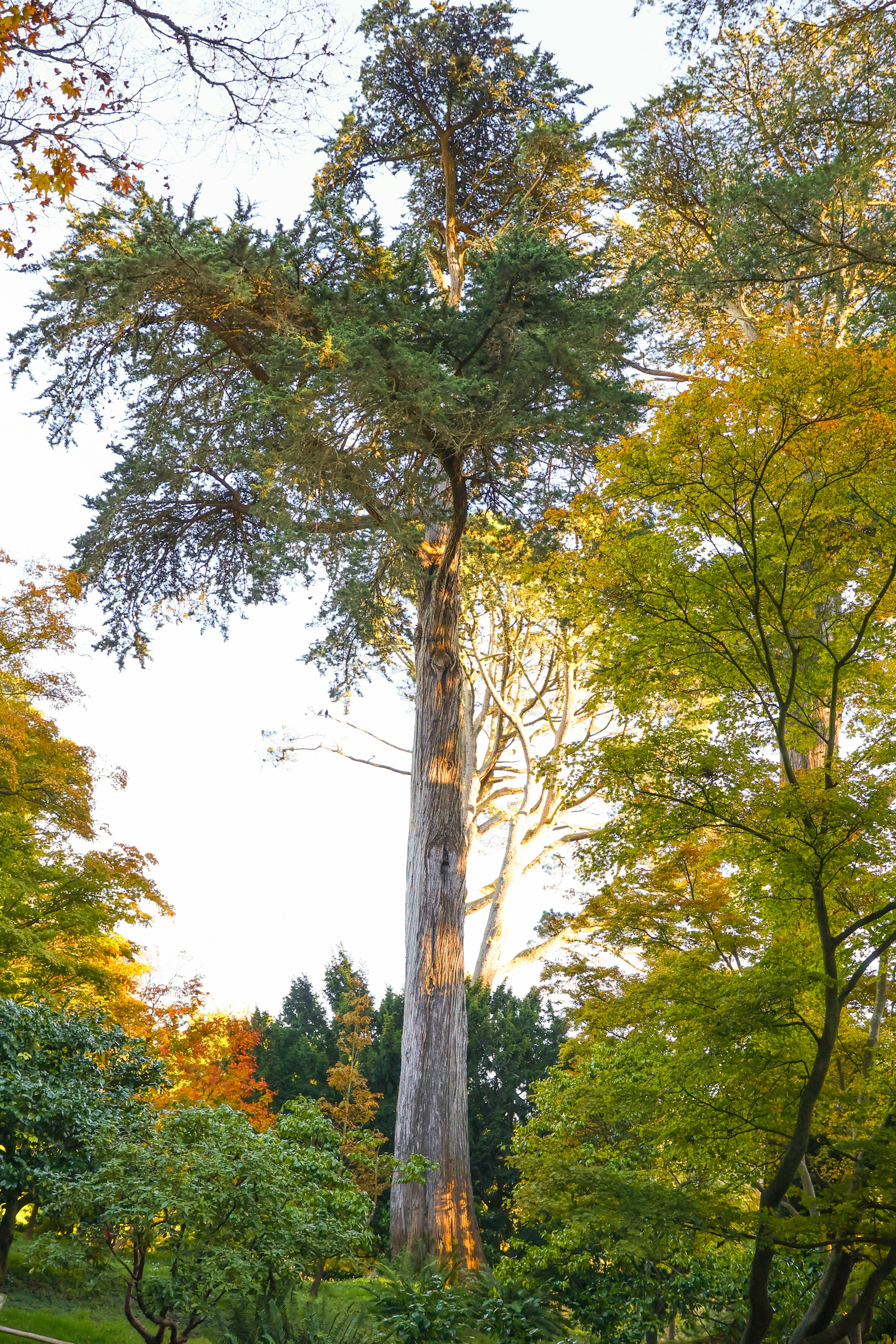 A tall tree in a forest photo – Free Tree Image on Unsplash