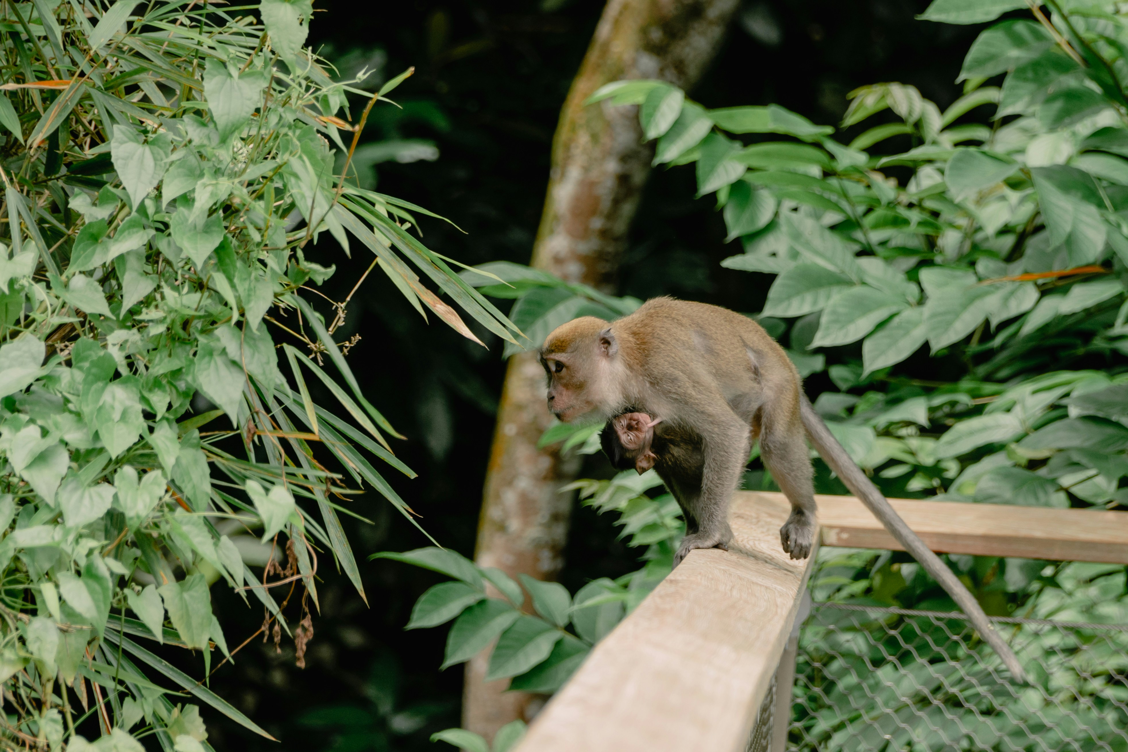 A monkey holding a baby monkey photo – Free Singapore Image on Unsplash